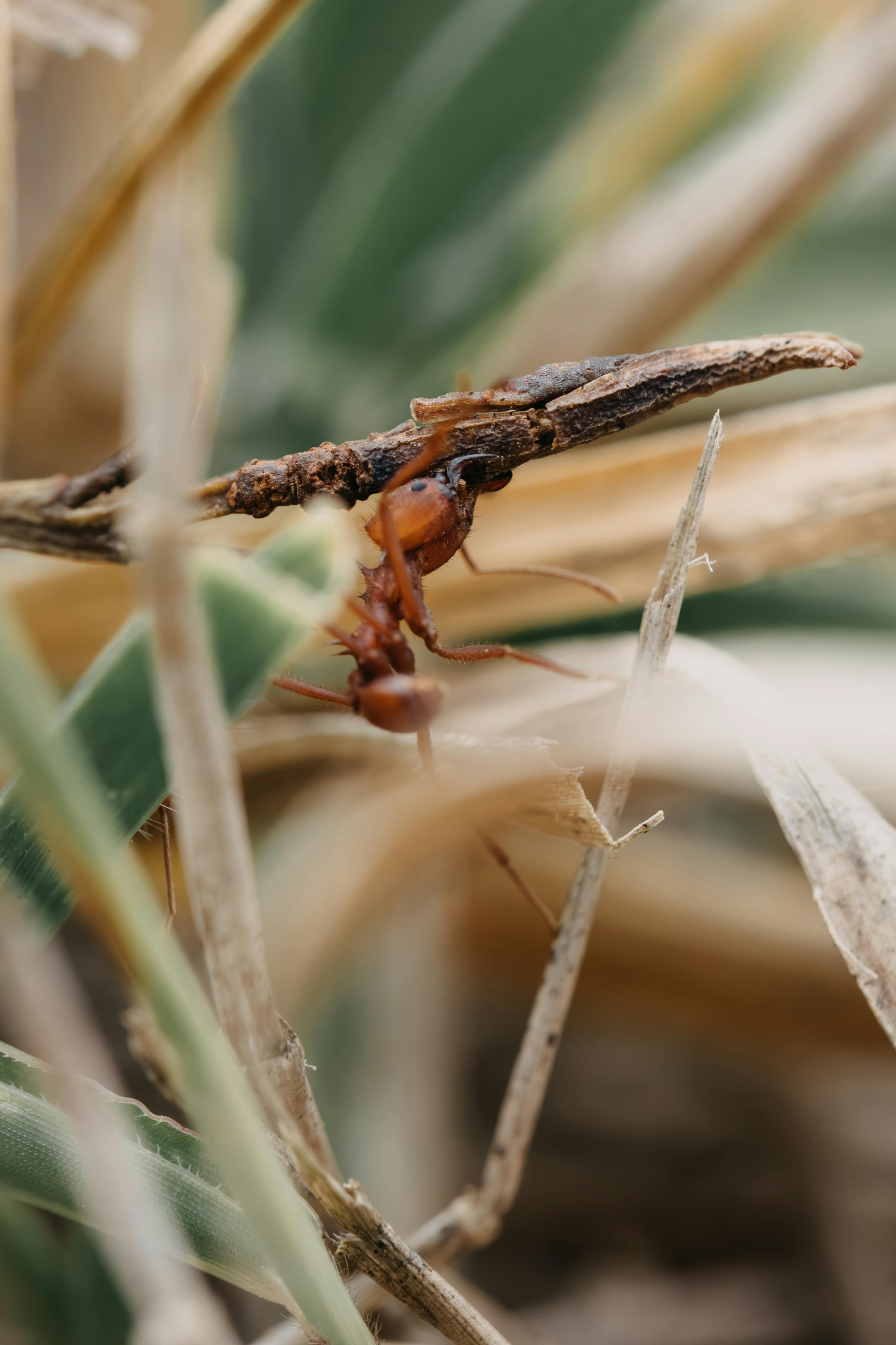 Mama+Tiri+Jpg Photos, Download The BEST Free Mama+Tiri+Jpg Stock Photos ...