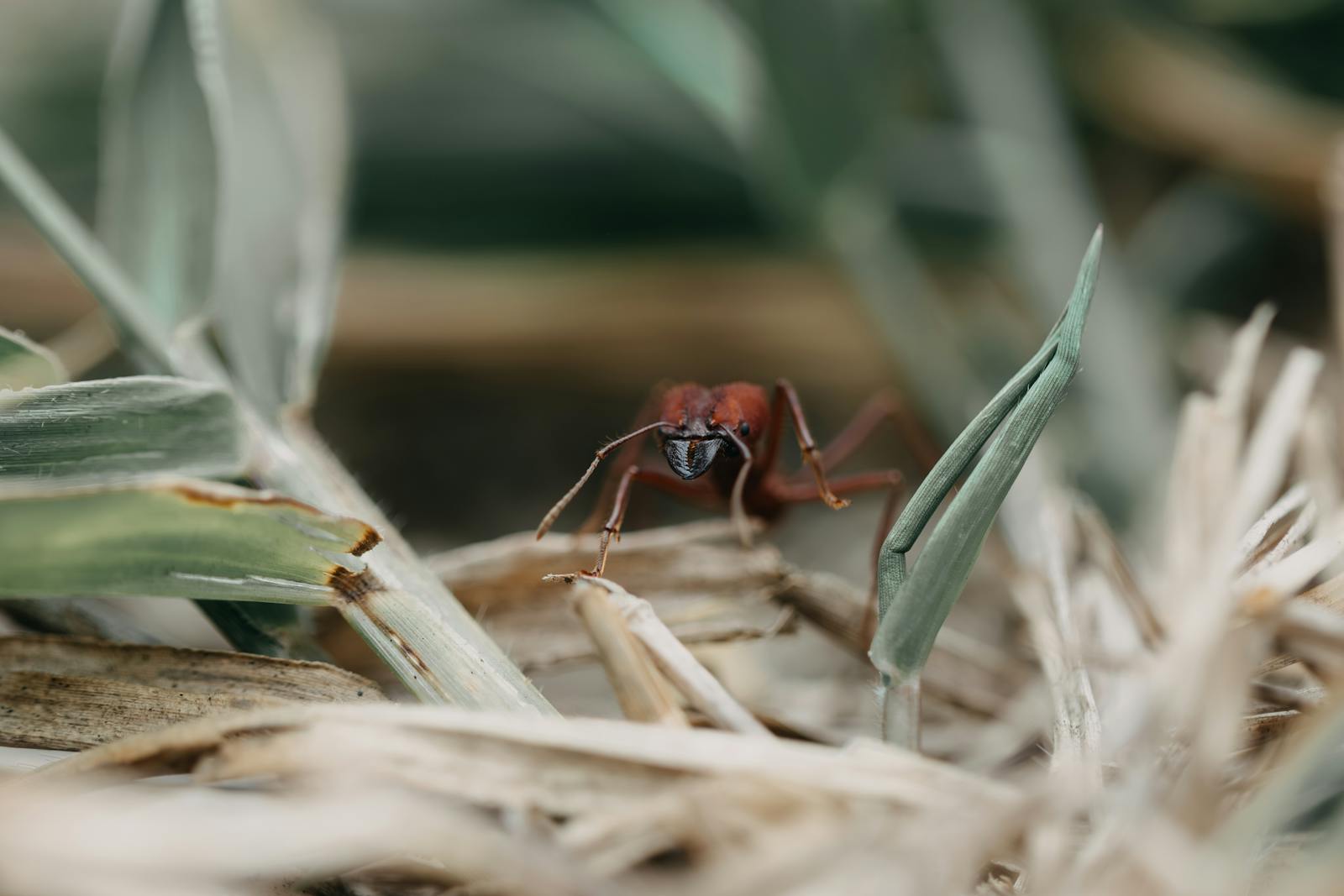 Pixel Grass Texture Photos, Download The BEST Free Pixel Grass Texture ...