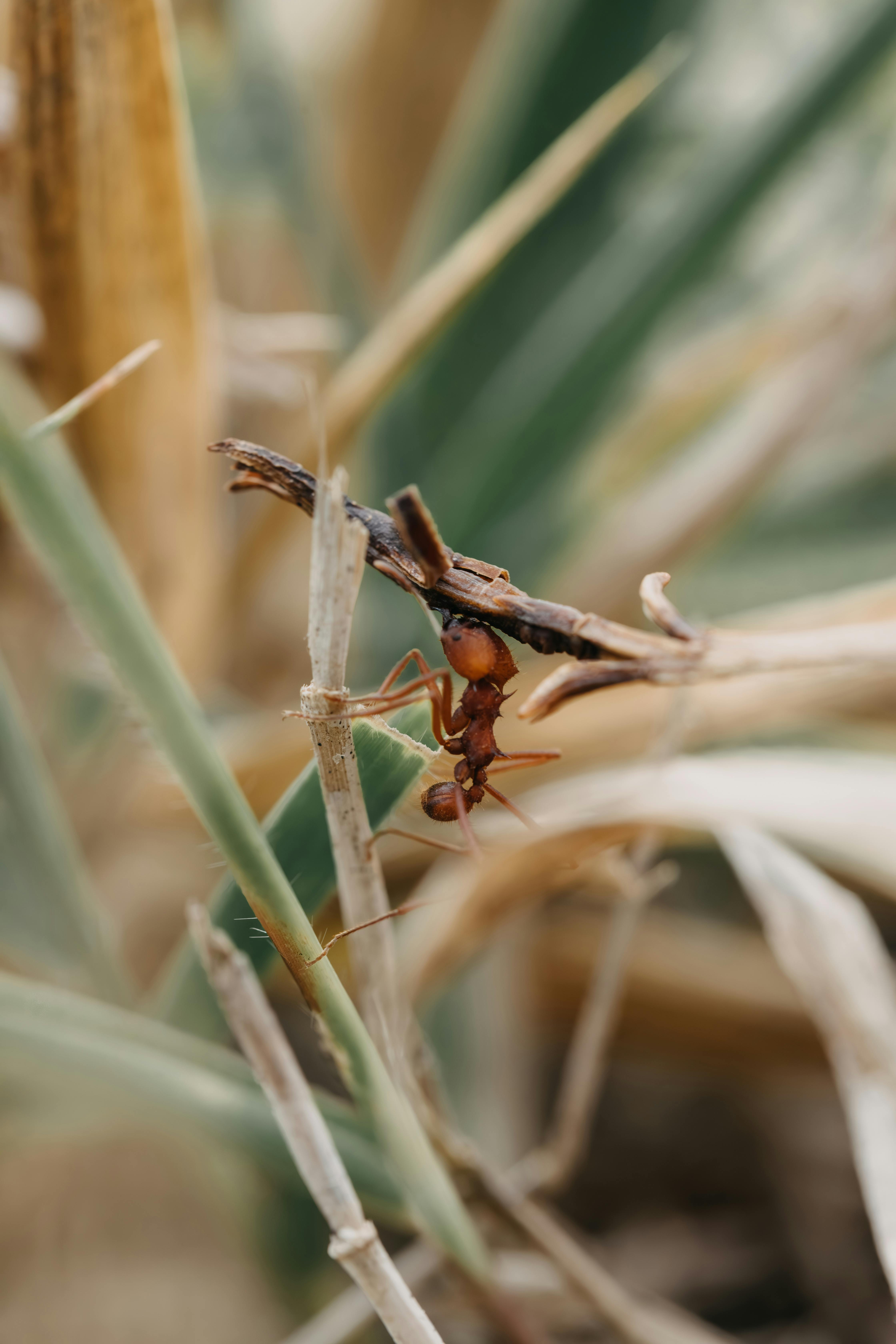 Close-up of Ant Climbing on Grass in São Paulo · Free Stock Photo