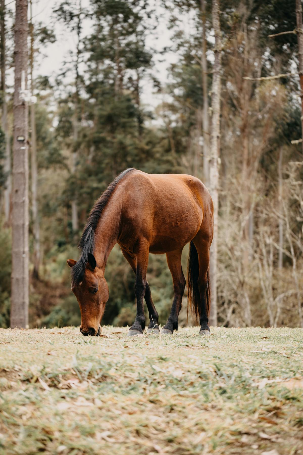 Big+Boob+Anime+Wallpaper Photos, Download The BEST Free Big+Boob+Anime ...