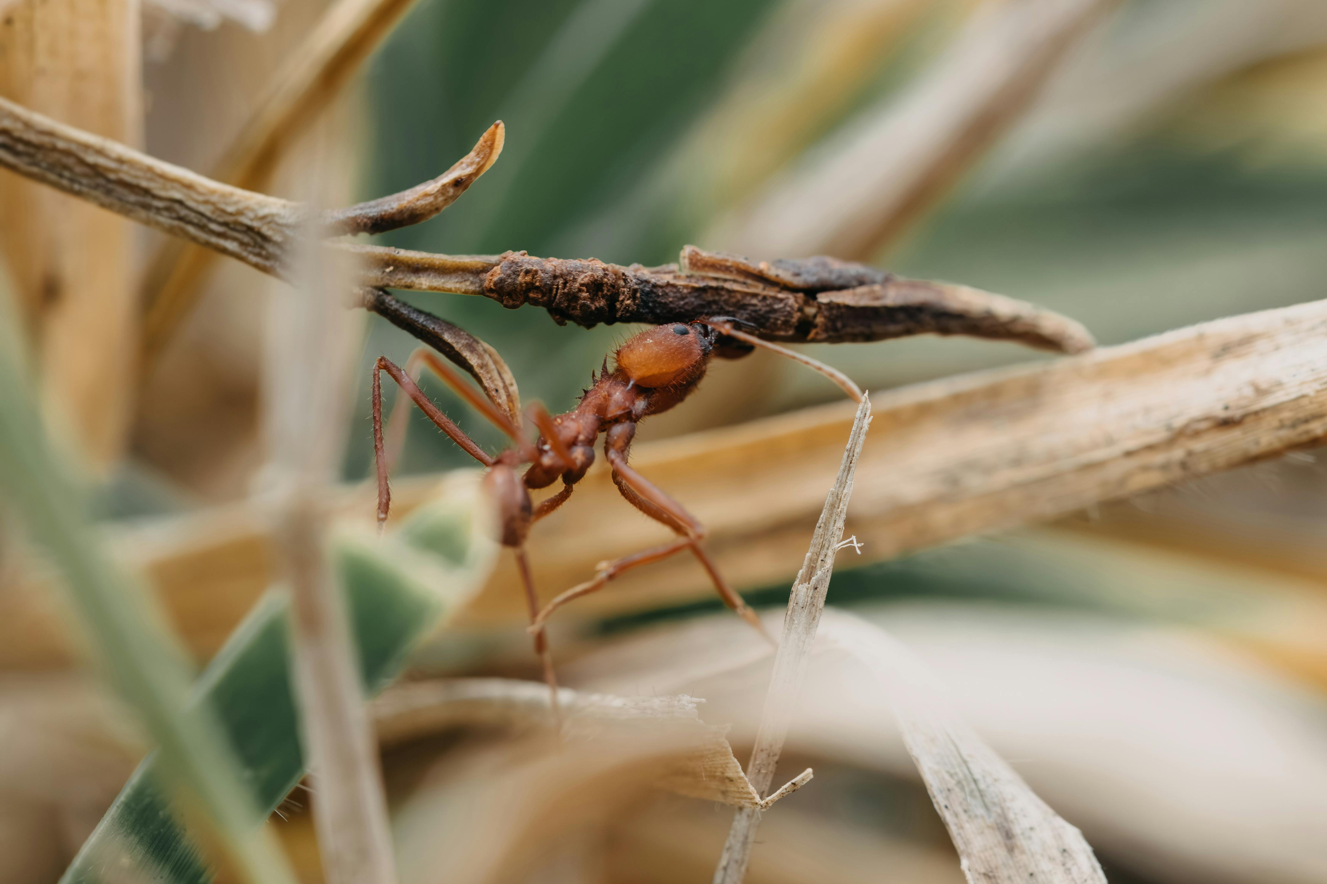 Elves Working Photos, Download The BEST Free Elves Working Stock Photos ...