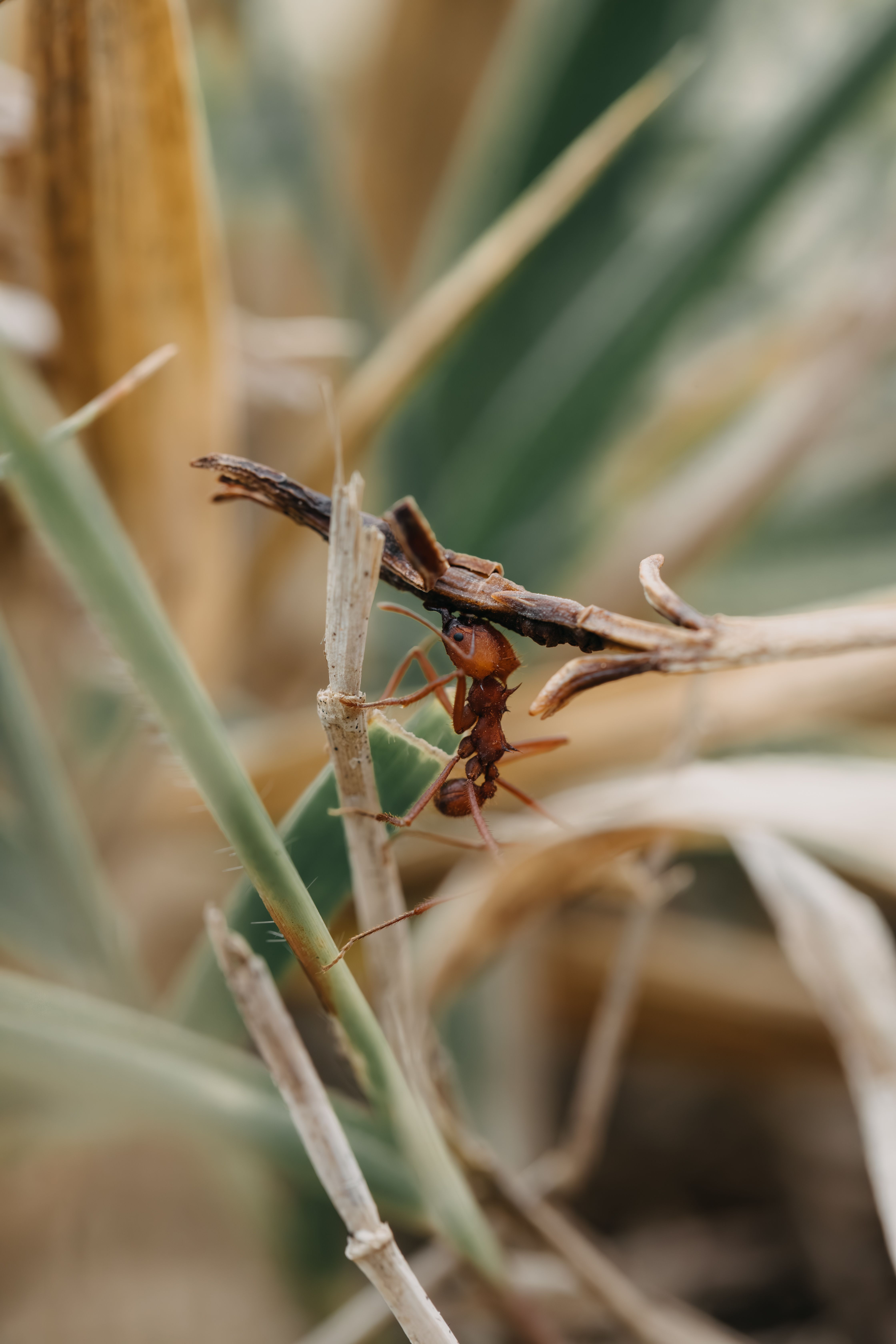 Close-up of an Ant on a Plant Stem in Natividade da Serra · Free Stock ...