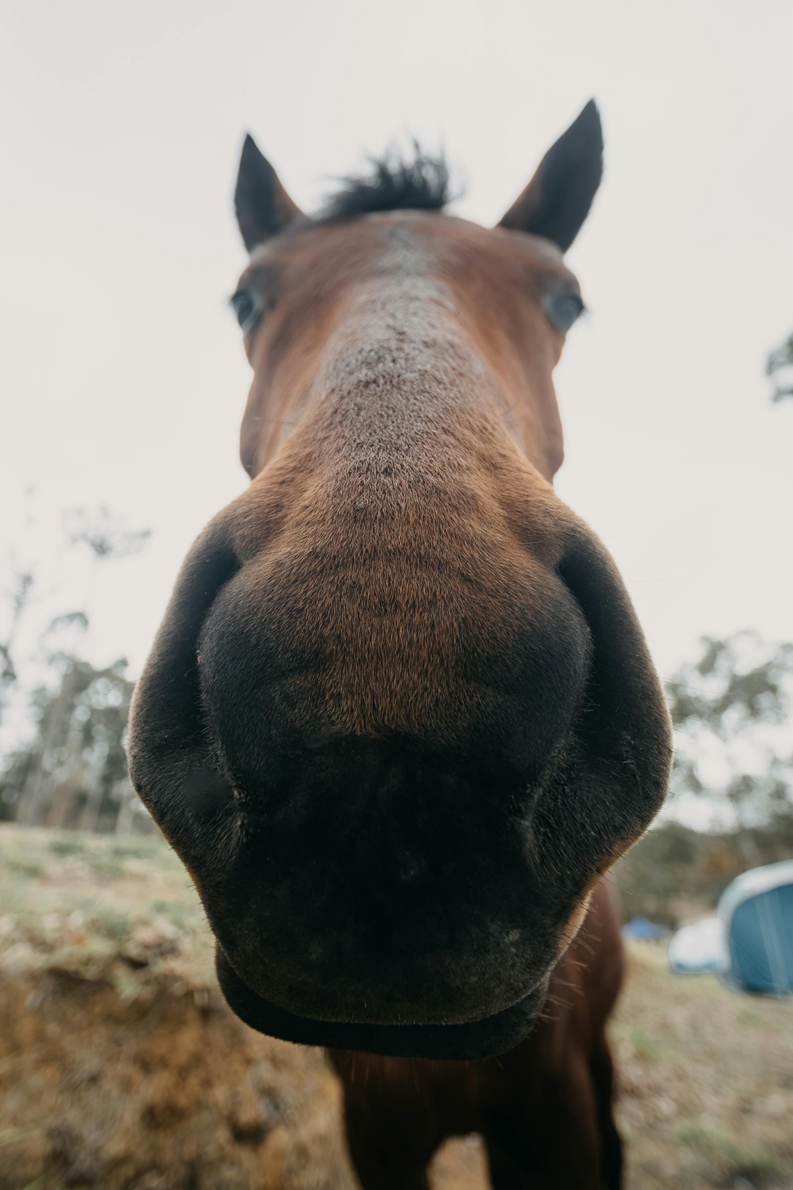 Funny Ahh Photos, Download The BEST Free Funny Ahh Stock Photos & HD Images