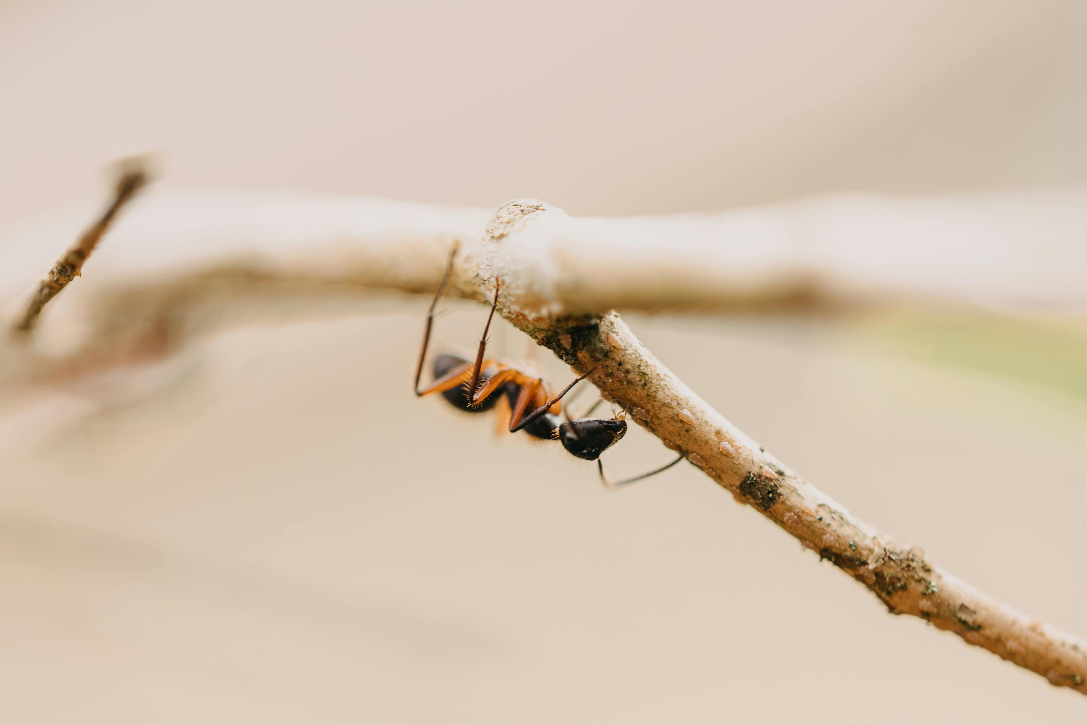 900 000+ Femmes+nues+micro-string+plage banque d’images et photos libres de droit ...