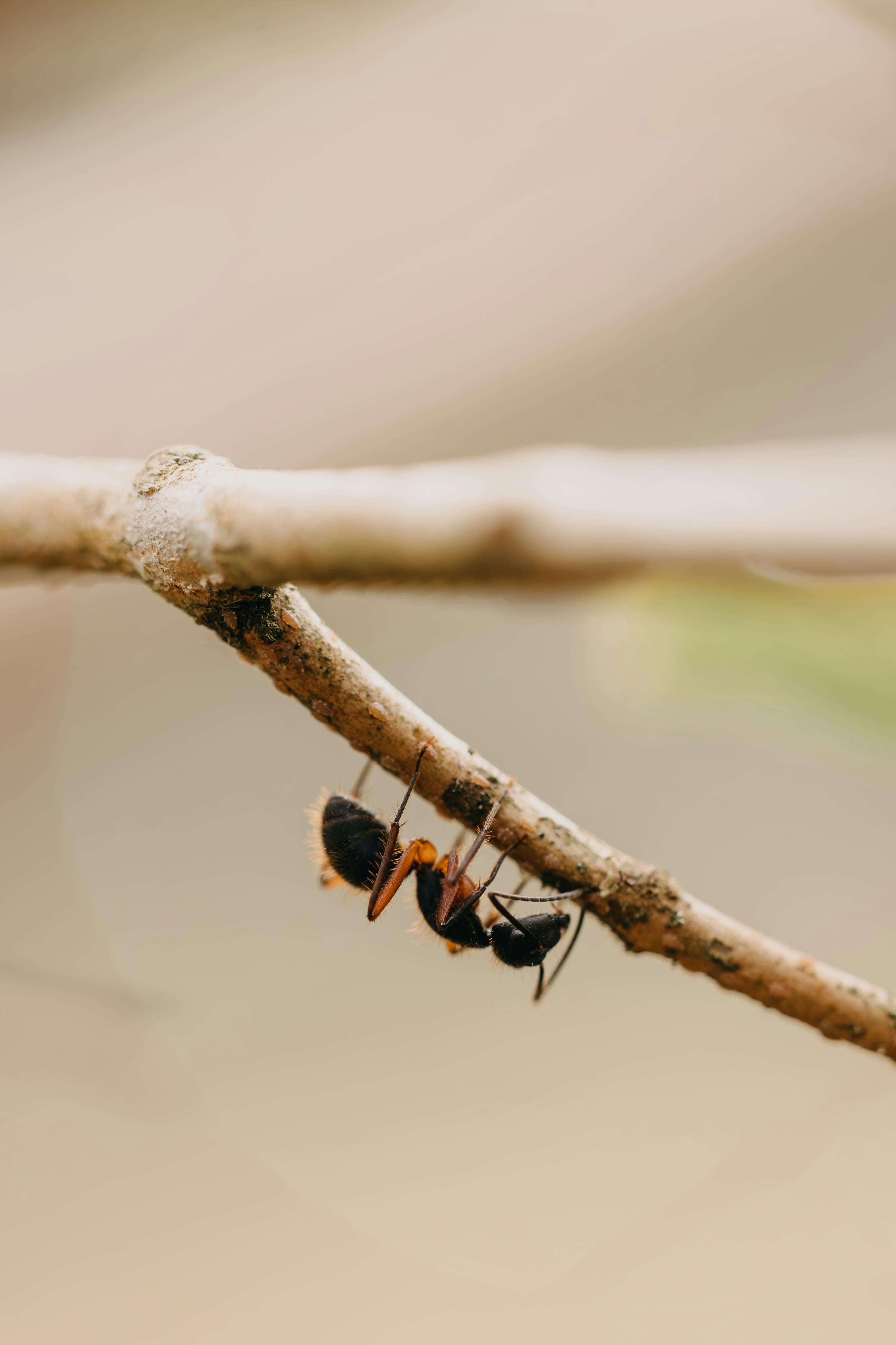 Close-up of Ant Climbing a Branch Outdoors · Free Stock Photo