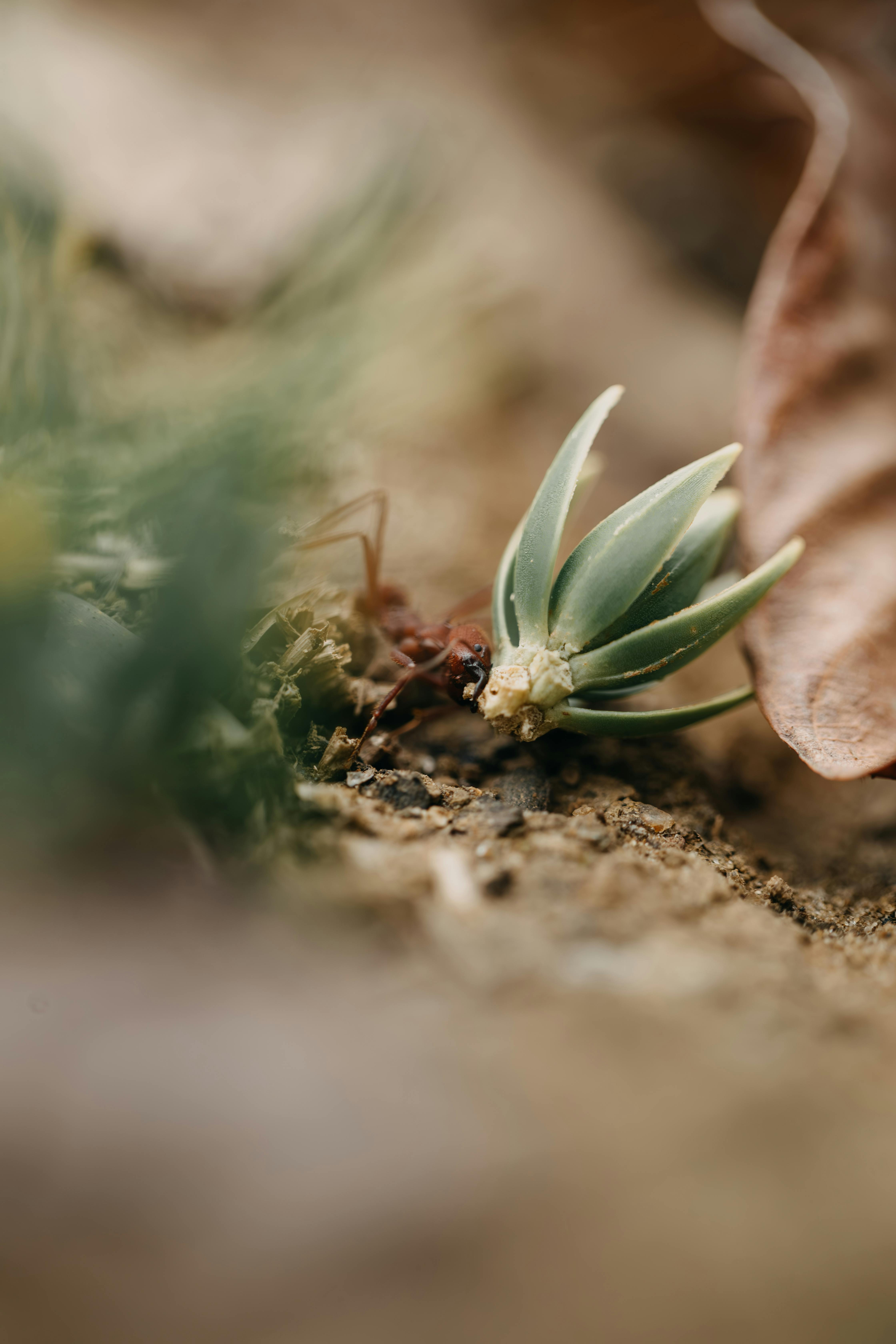 Alluvial Soil Photos, Download The BEST Free Alluvial Soil Stock Photos ...