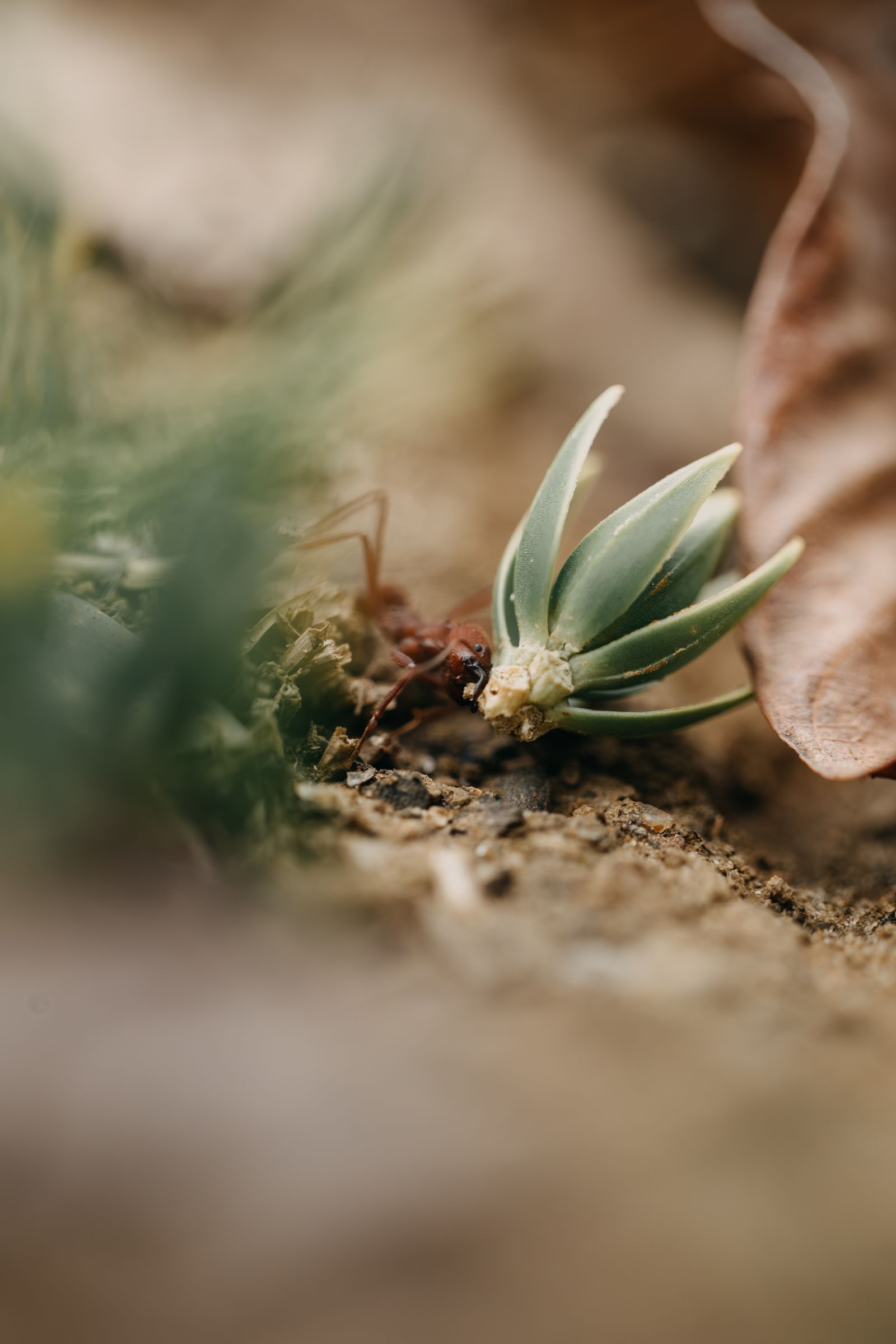 Tiny Photos, Download The BEST Free Tiny Stock Photos & HD Images