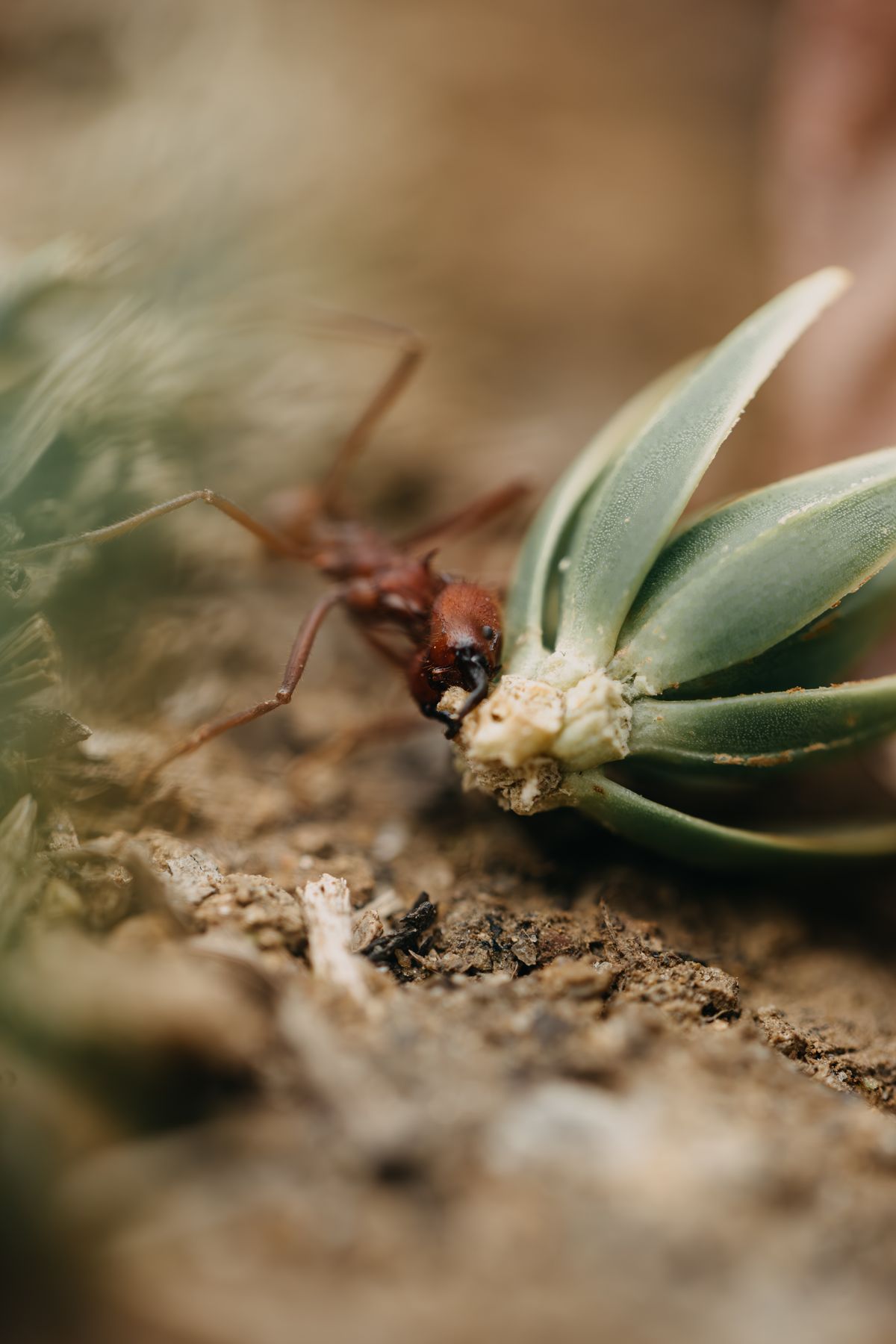 Ant Lion Photos, Download The BEST Free Ant Lion Stock Photos & HD Images