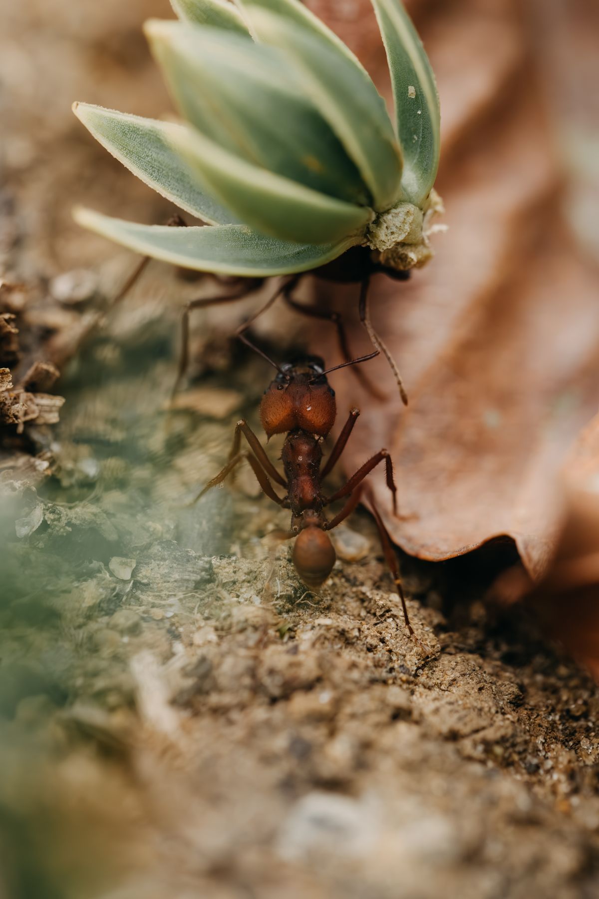 Ant Lion Photos, Download The BEST Free Ant Lion Stock Photos & HD Images