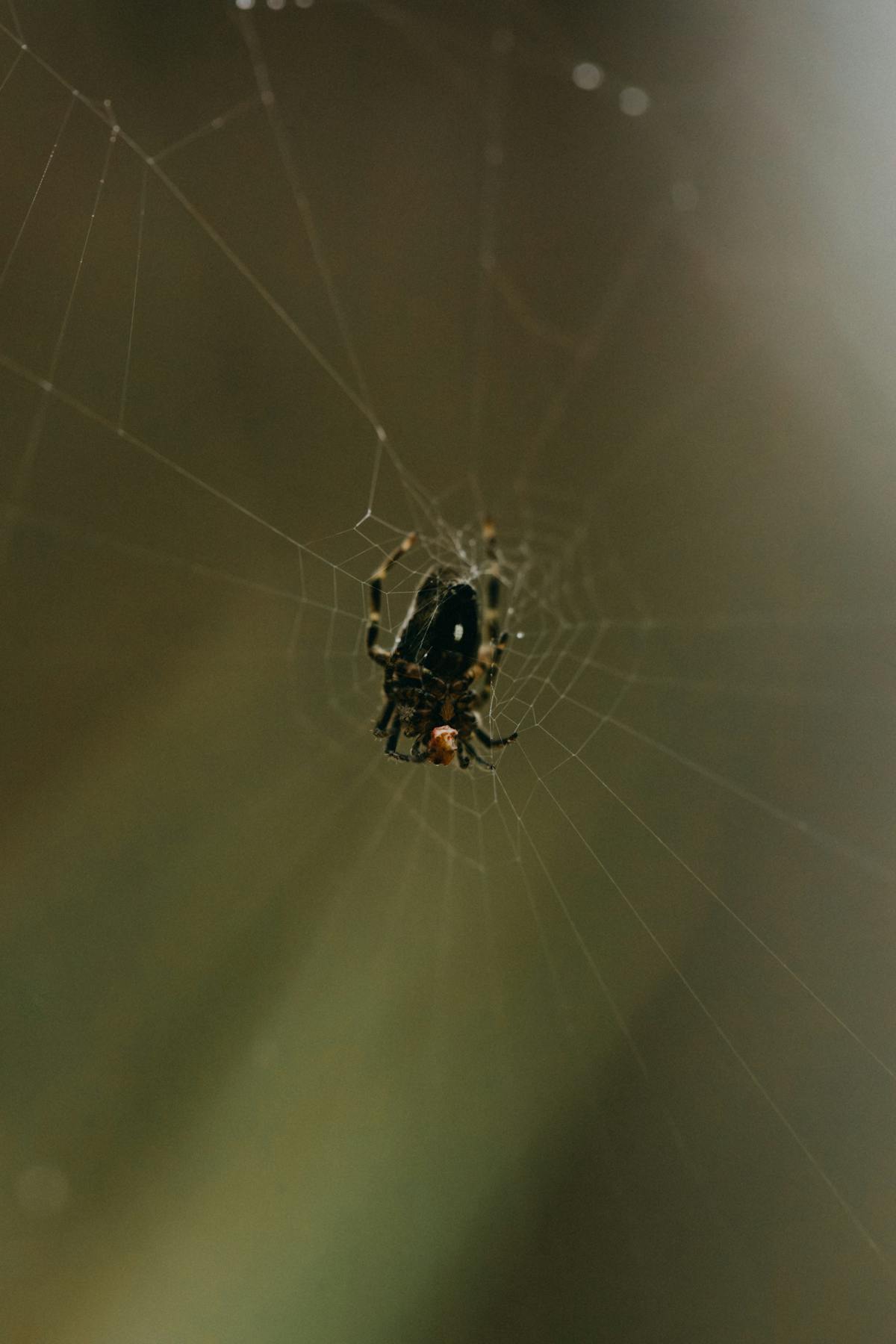 Web Page Background Photos, Download The BEST Free Web Page Background ...