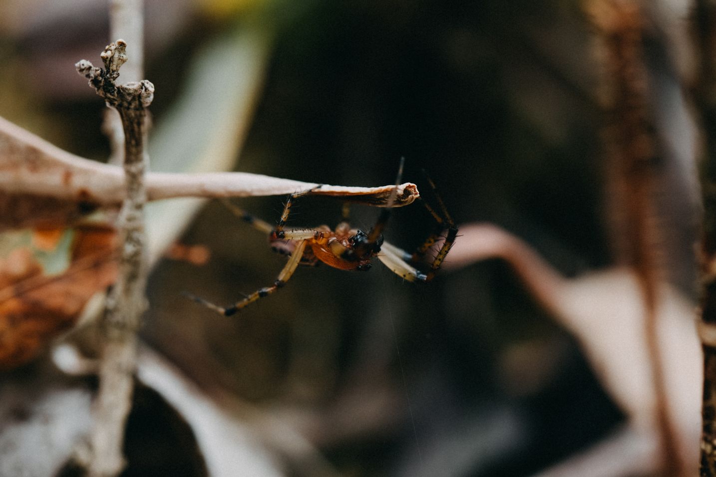 Biodiversity Brazil Explains Its Amazing Ecoregions