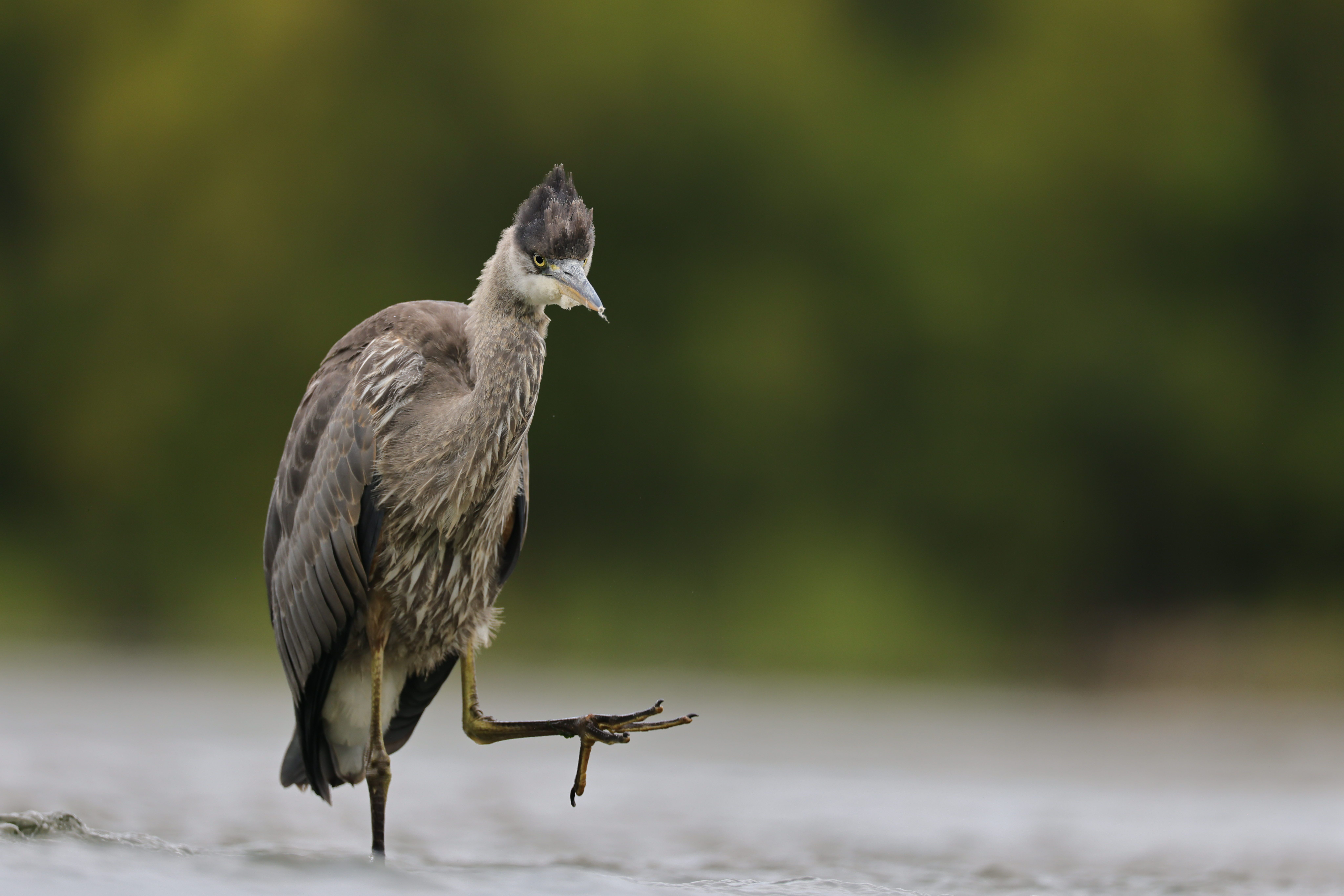 Peace River Wildlife Center Photos, Download The BEST Free Peace River ...