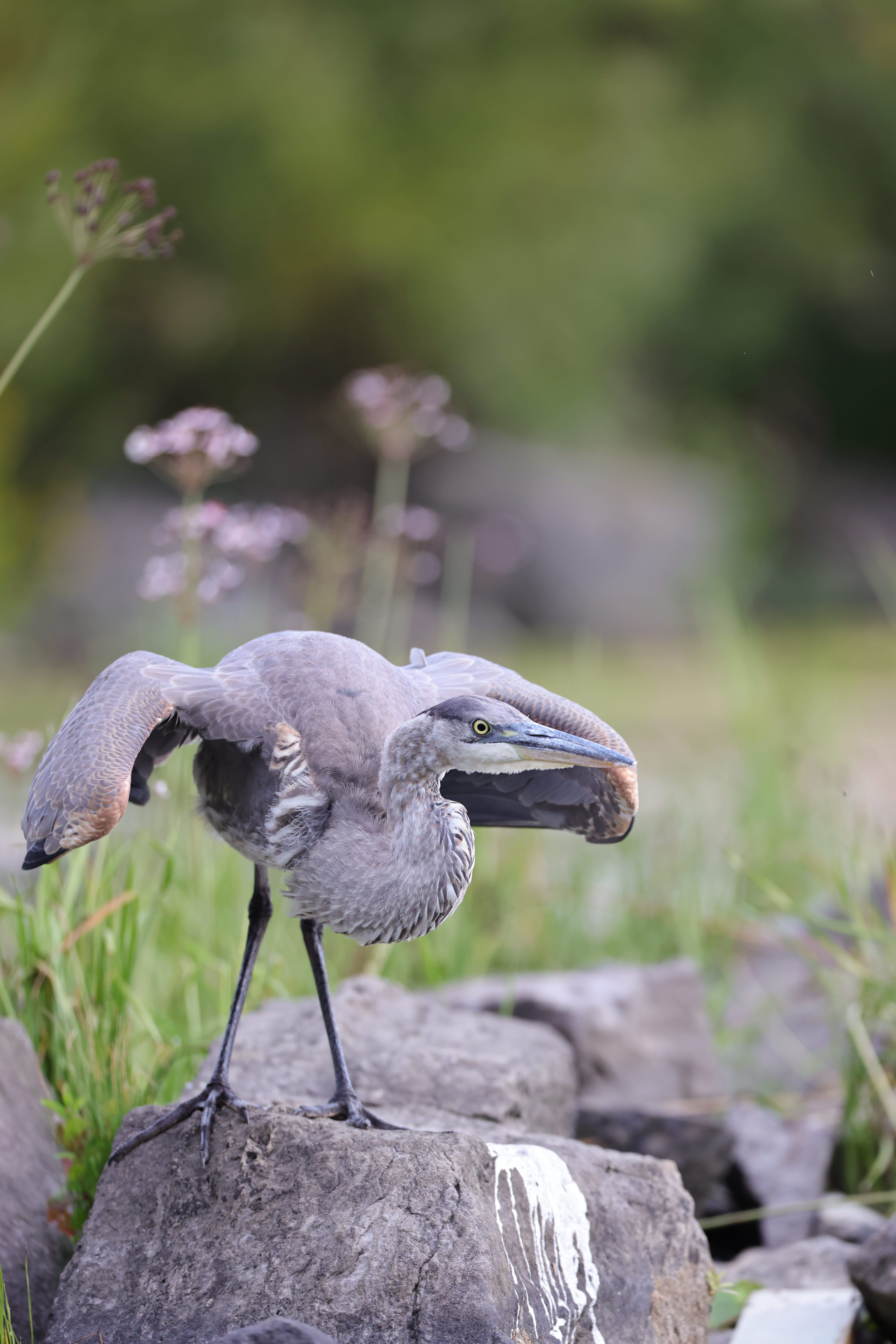 African Shoebill Stork in Natural Habitat · Free Stock Photo