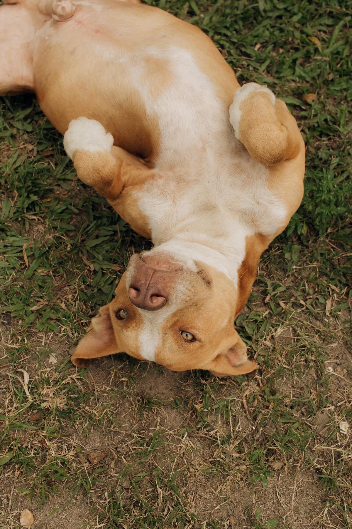 AI+Cute+Little+Pawoo Photos, Download The BEST Free AI+Cute+Little ...