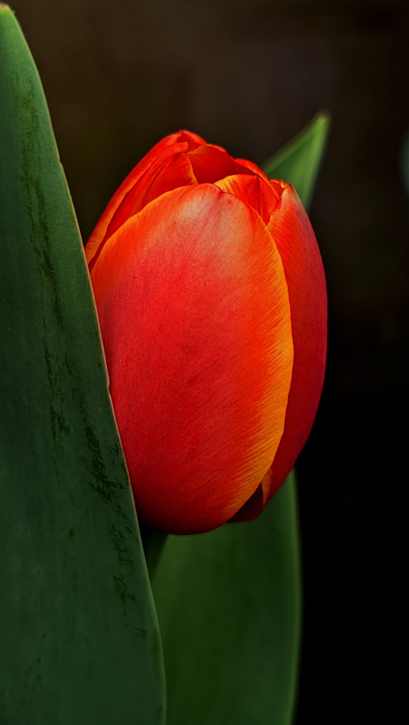 Tulip Bloom Photos, Download The BEST Free Tulip Bloom Stock Photos ...