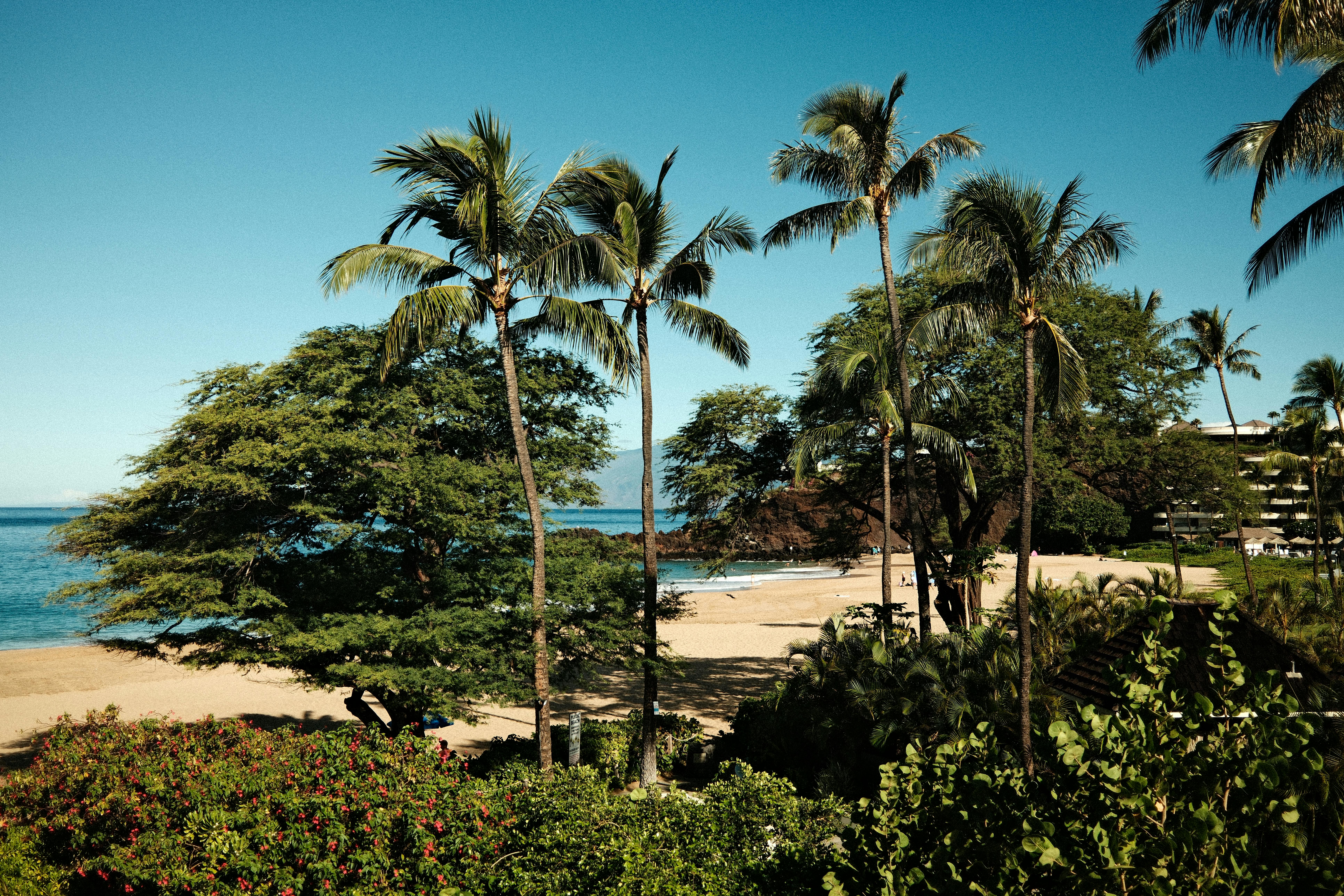 Hawaiian Luau Photos, Download The BEST Free Hawaiian Luau Stock Photos ...