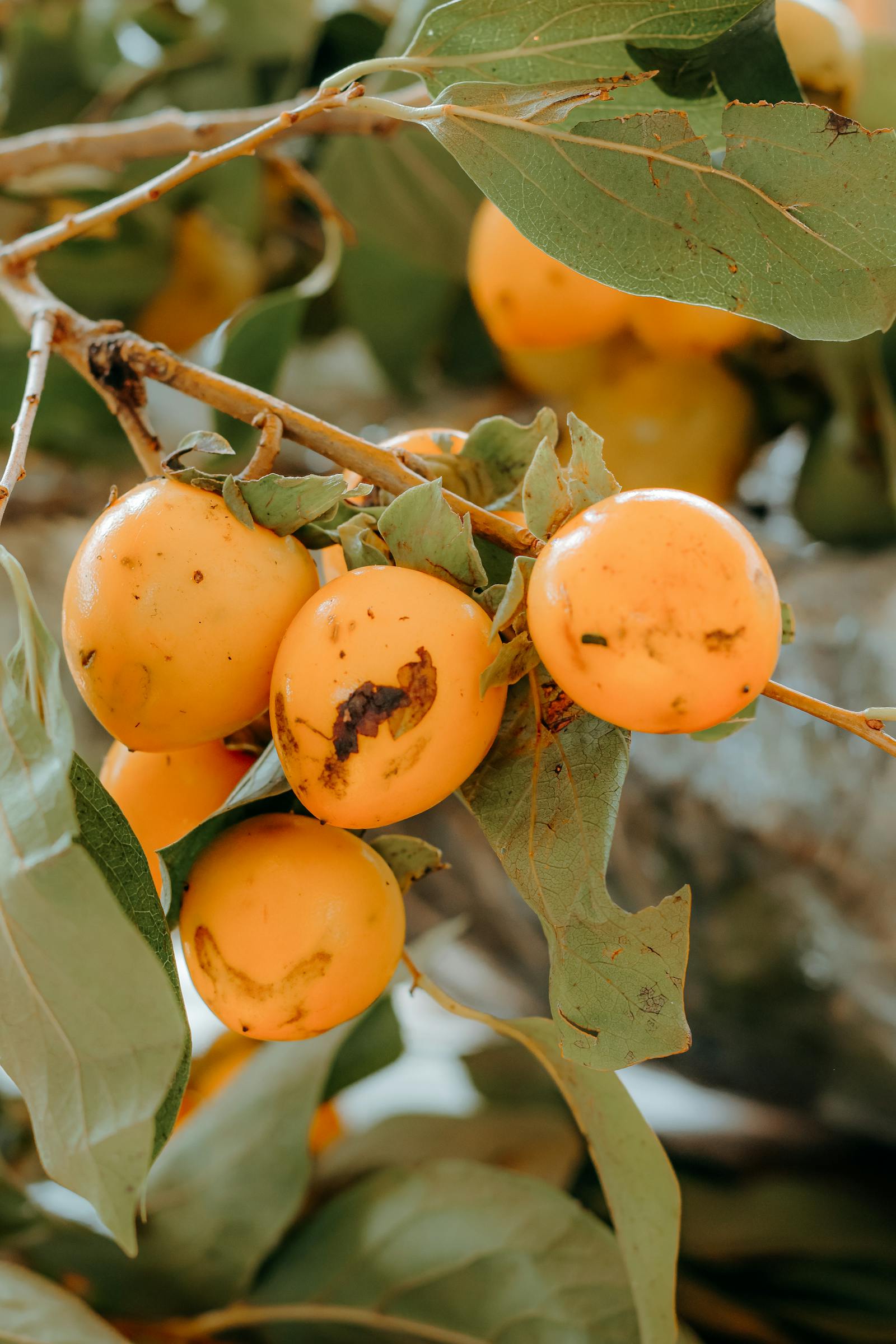 Shatter+Stocks Photos, Download The BEST Free Shatter+Stocks Stock ...