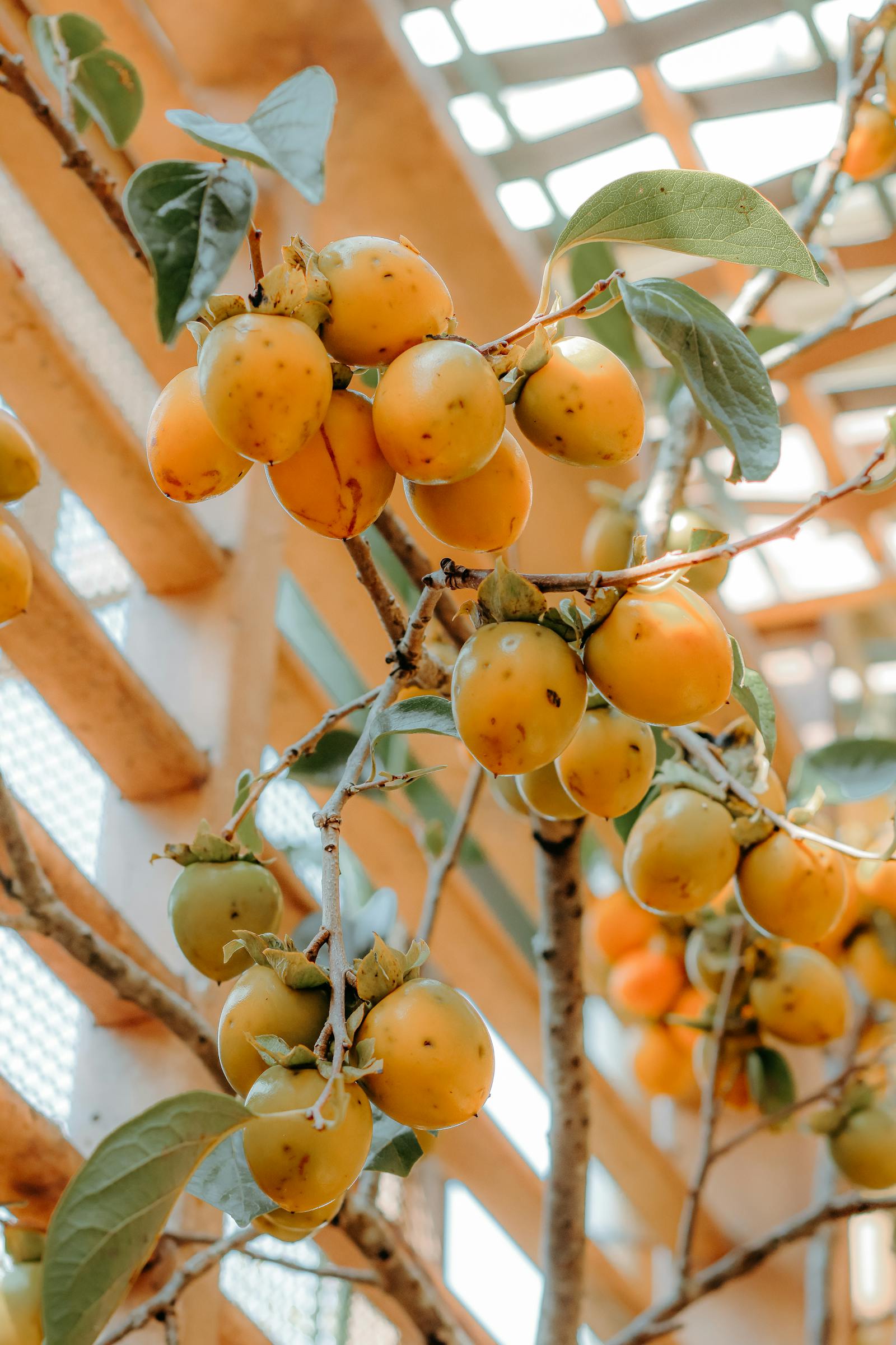 Ravan Photo Photos, Download The BEST Free Ravan Photo Stock Photos ...