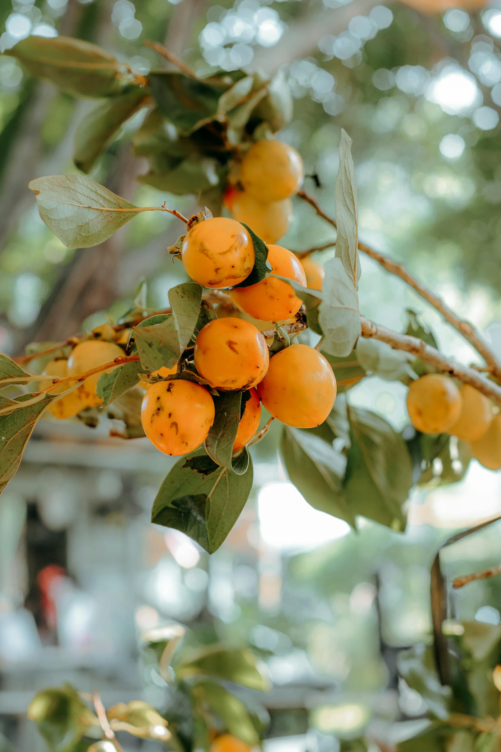 Orchard Photos, Download The BEST Free Orchard Stock Photos & HD Images