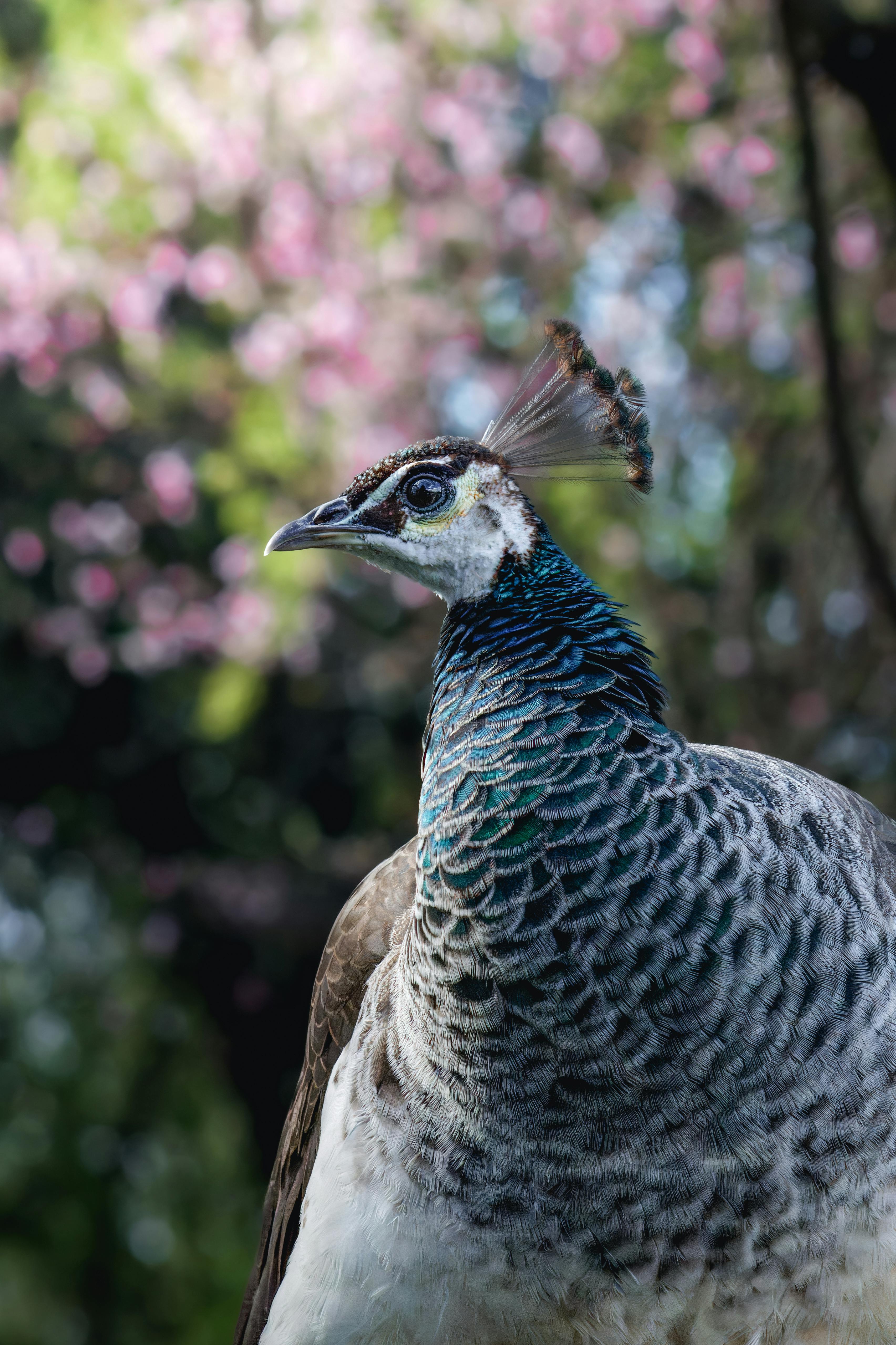 Birds Jpeg Photos, Download The BEST Free Birds Jpeg Stock Photos & HD ...