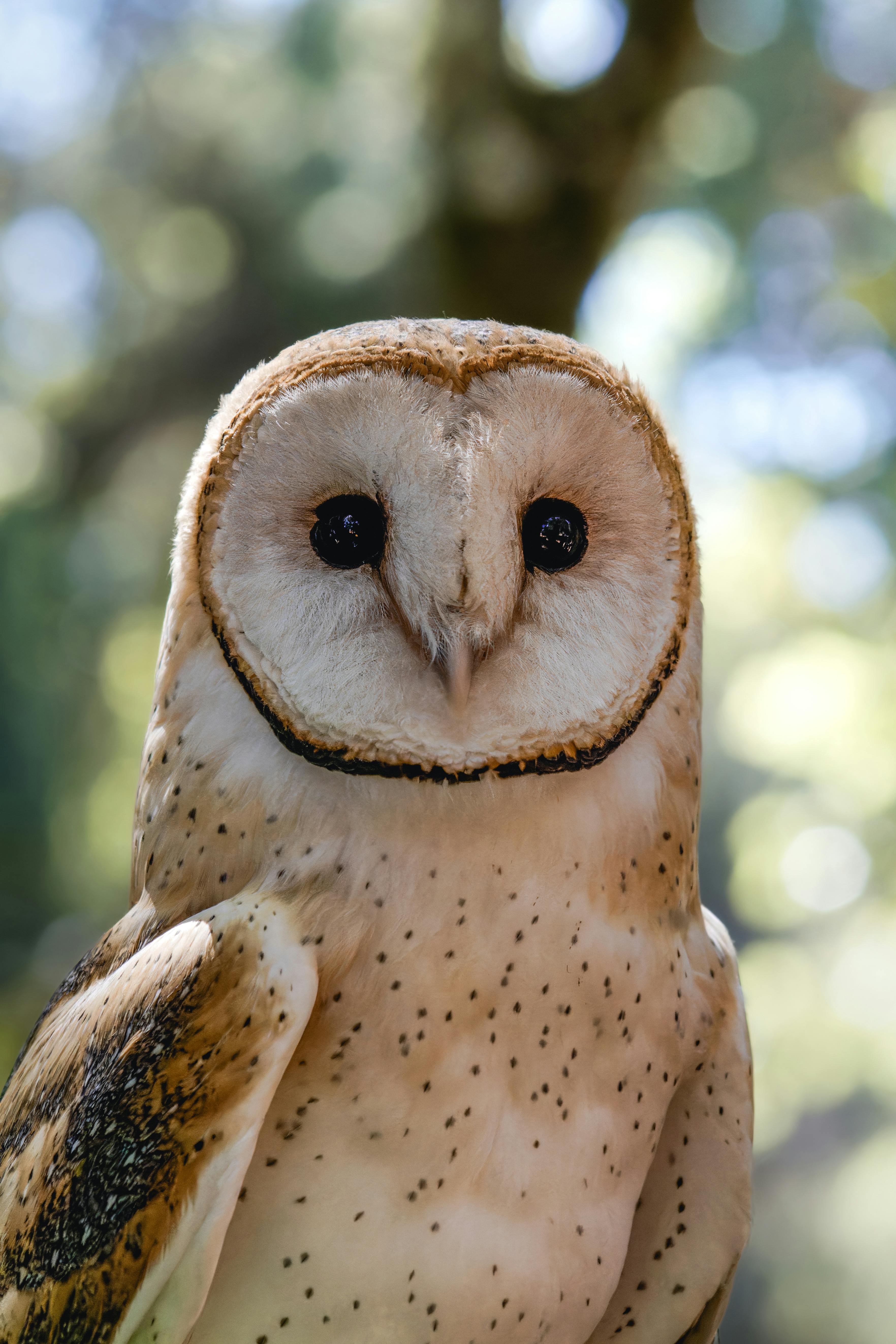 Raptor Photos, Download The BEST Free Raptor Stock Photos & HD Images