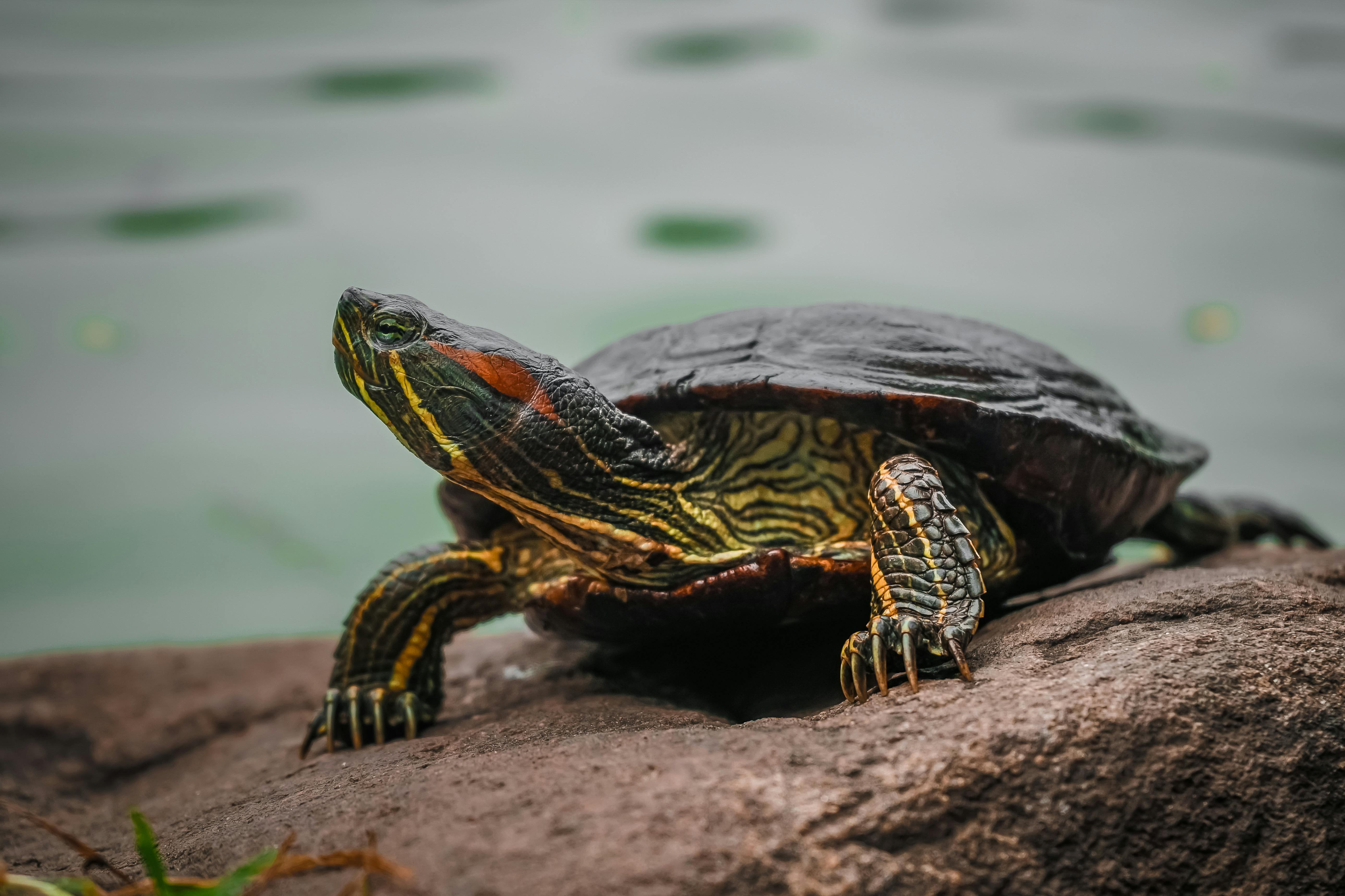 1,000+ Best Turtle Photos · 100% Free Download · Pexels Stock Photos