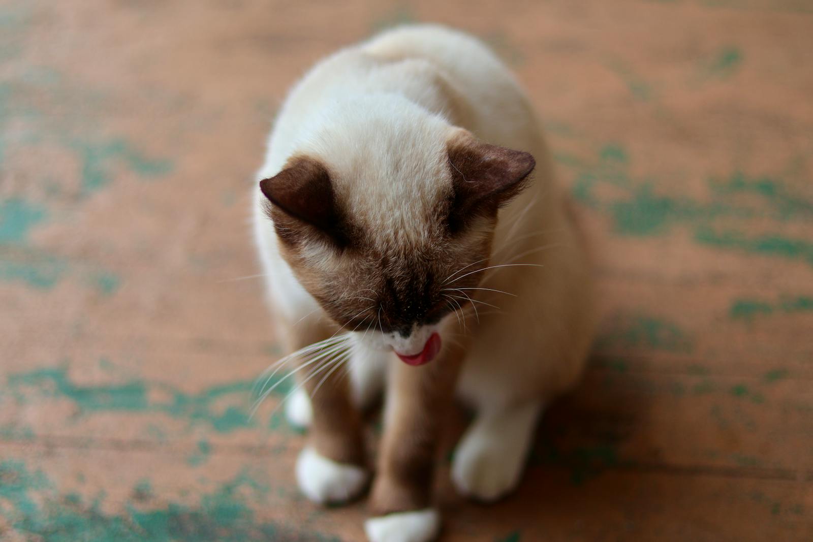 Cute Pfp Photos, Download The BEST Free Cute Pfp Stock Photos & HD Images