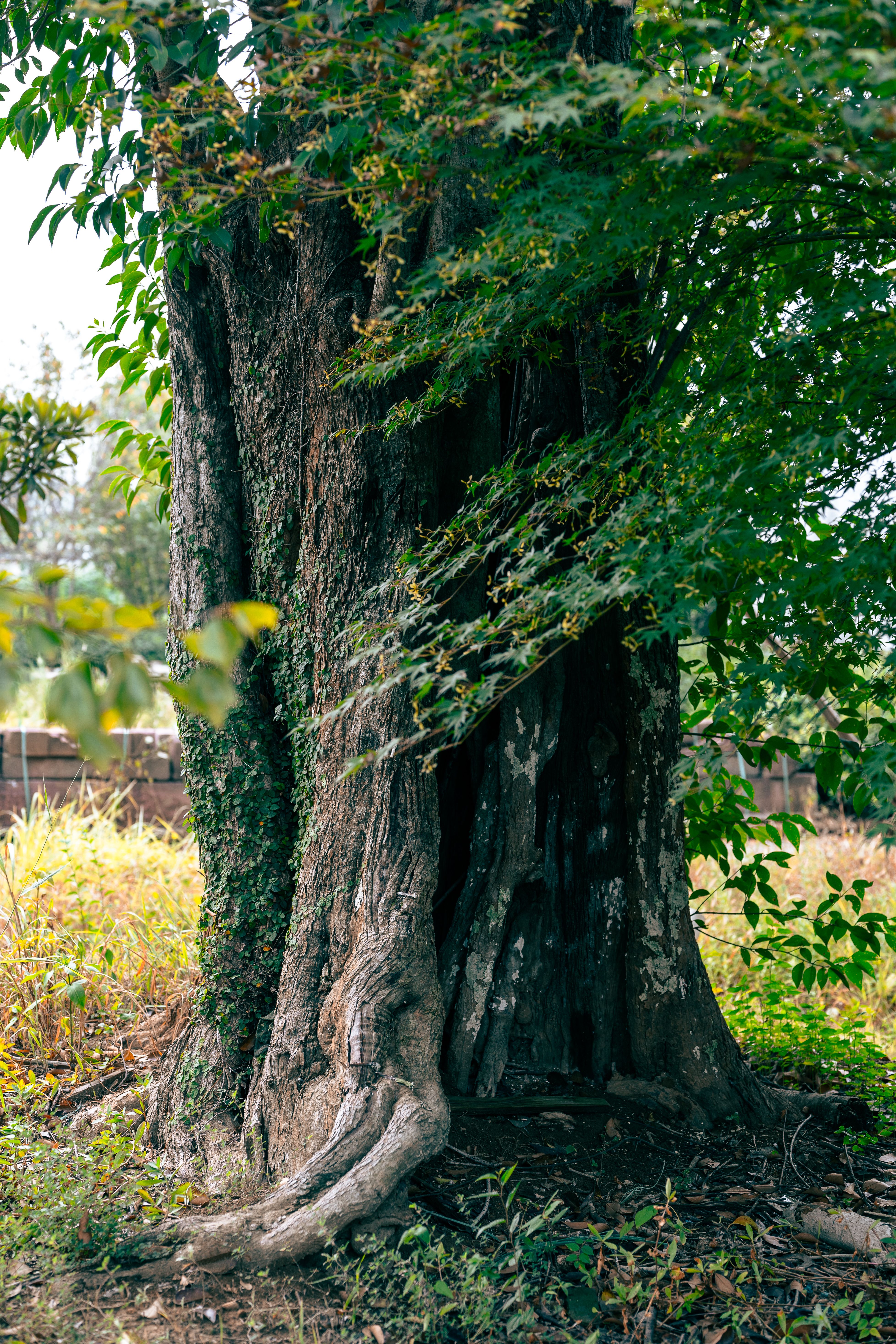 Majestic Old Tree in Nanjing, China · Free Stock Photo