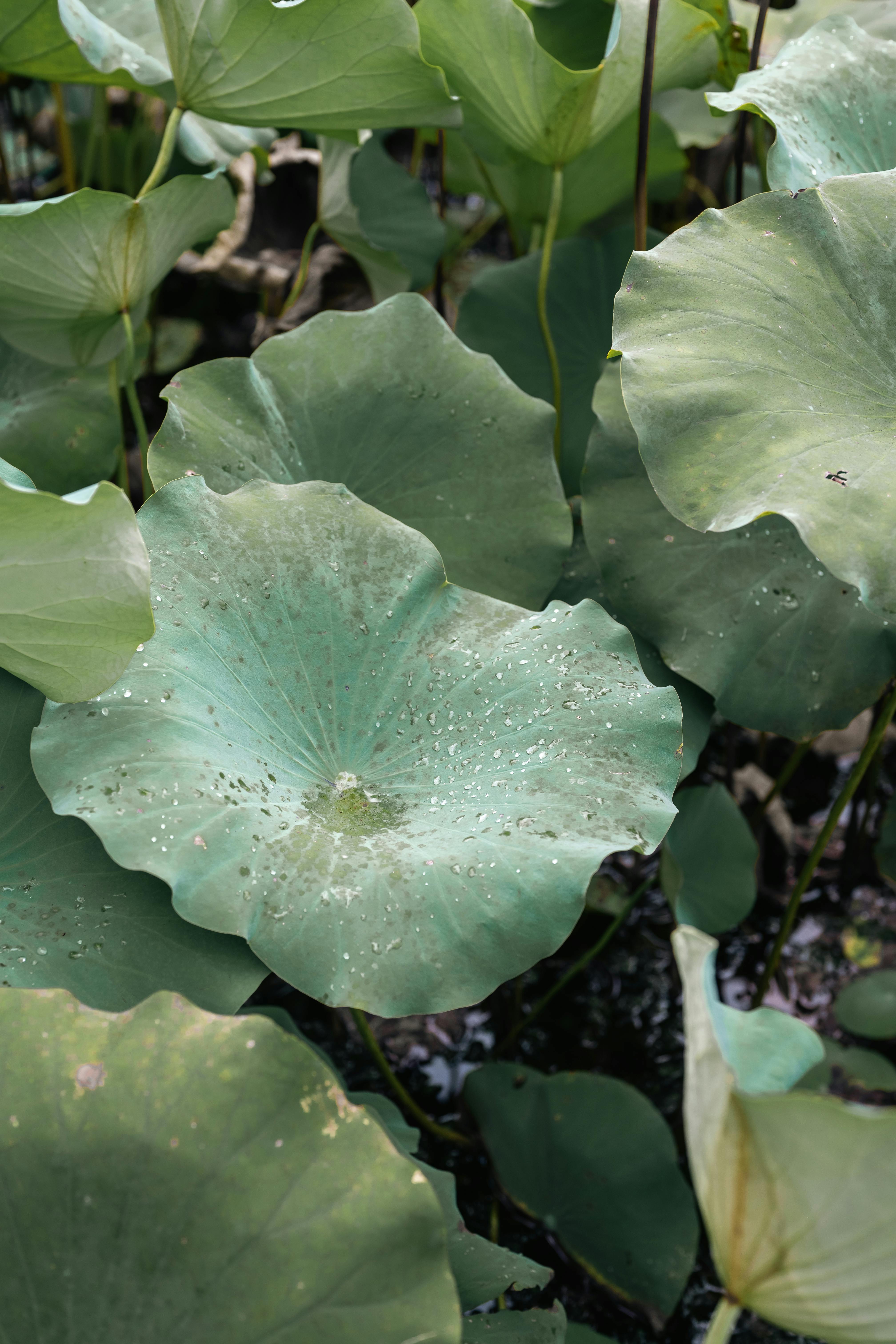 Vibrant Green Lotus Leaves in Nanjing China · Free Stock Photo