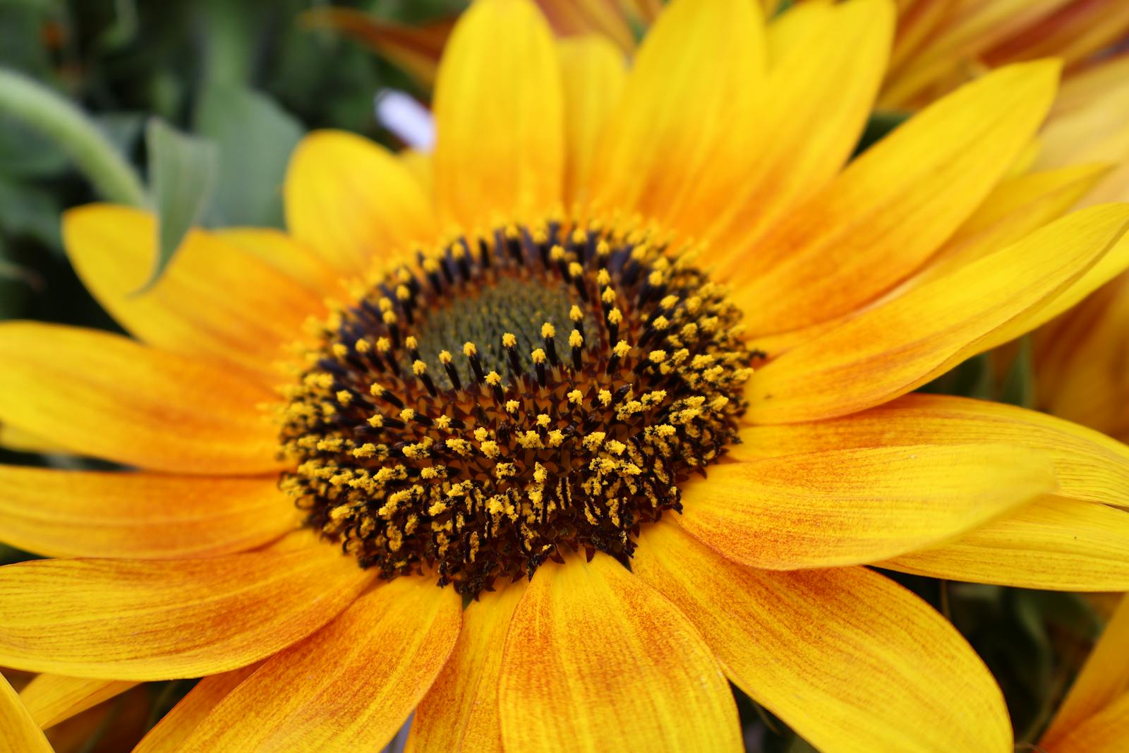 Pretty Virgins Photos, Download The BEST Free Pretty Virgins Stock ...