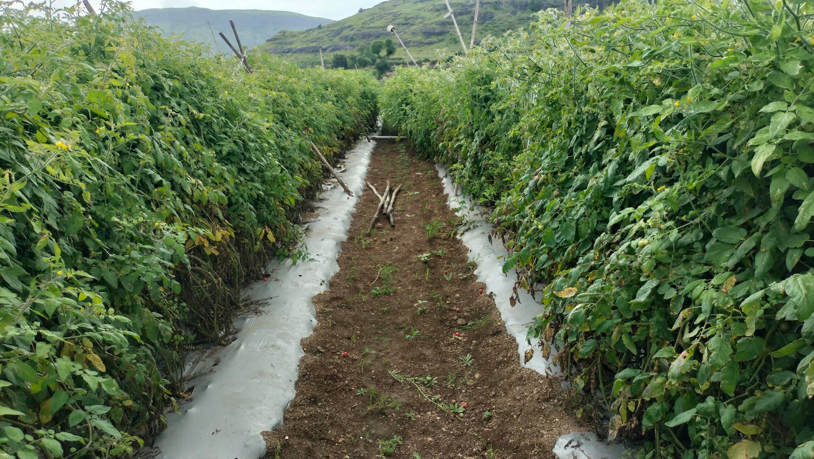 Silt Soil Photos, Download The BEST Free Silt Soil Stock Photos & HD Images