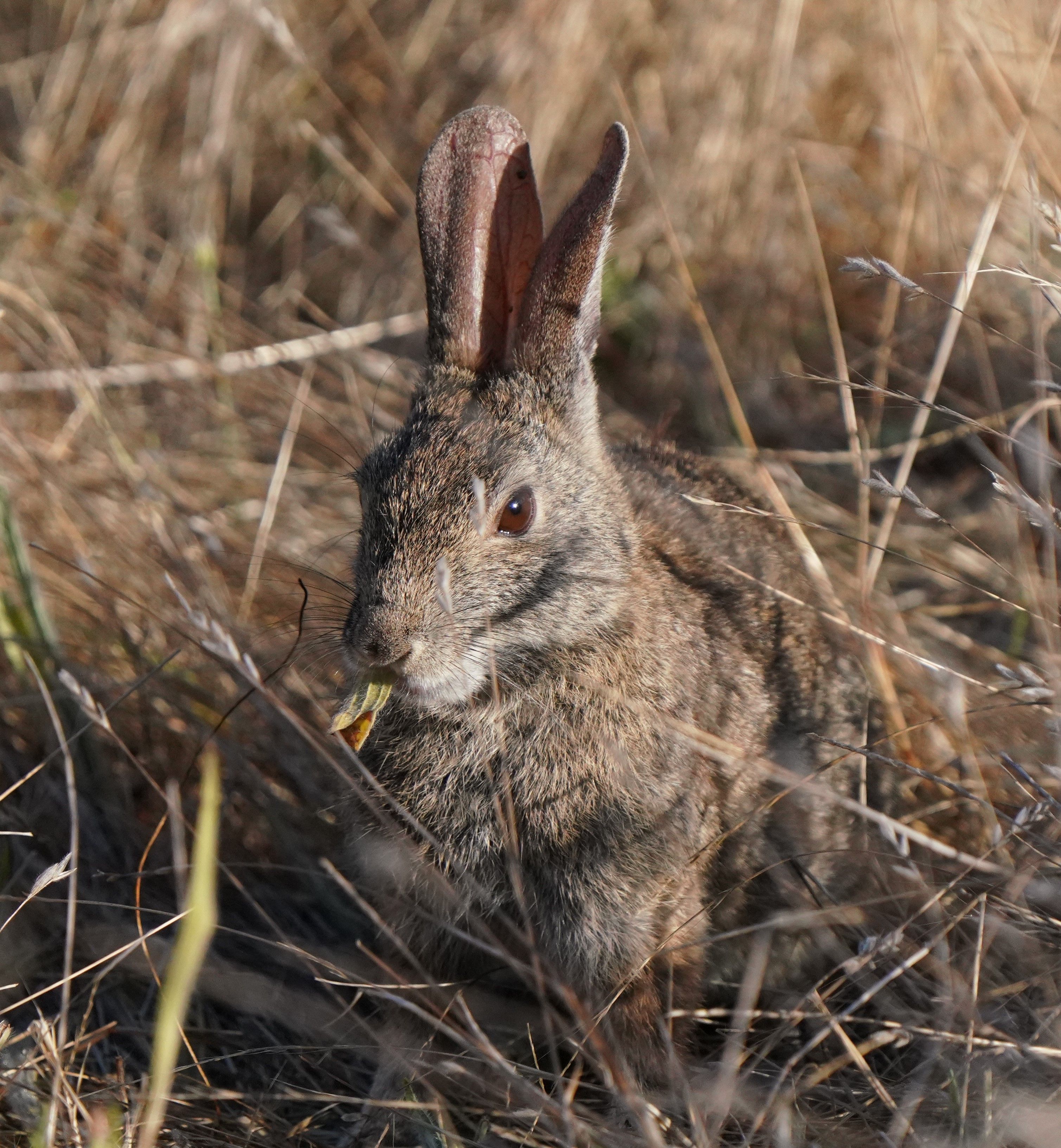 Wild rabbit in the grasslands of Goleta, California · Free Stock Photo