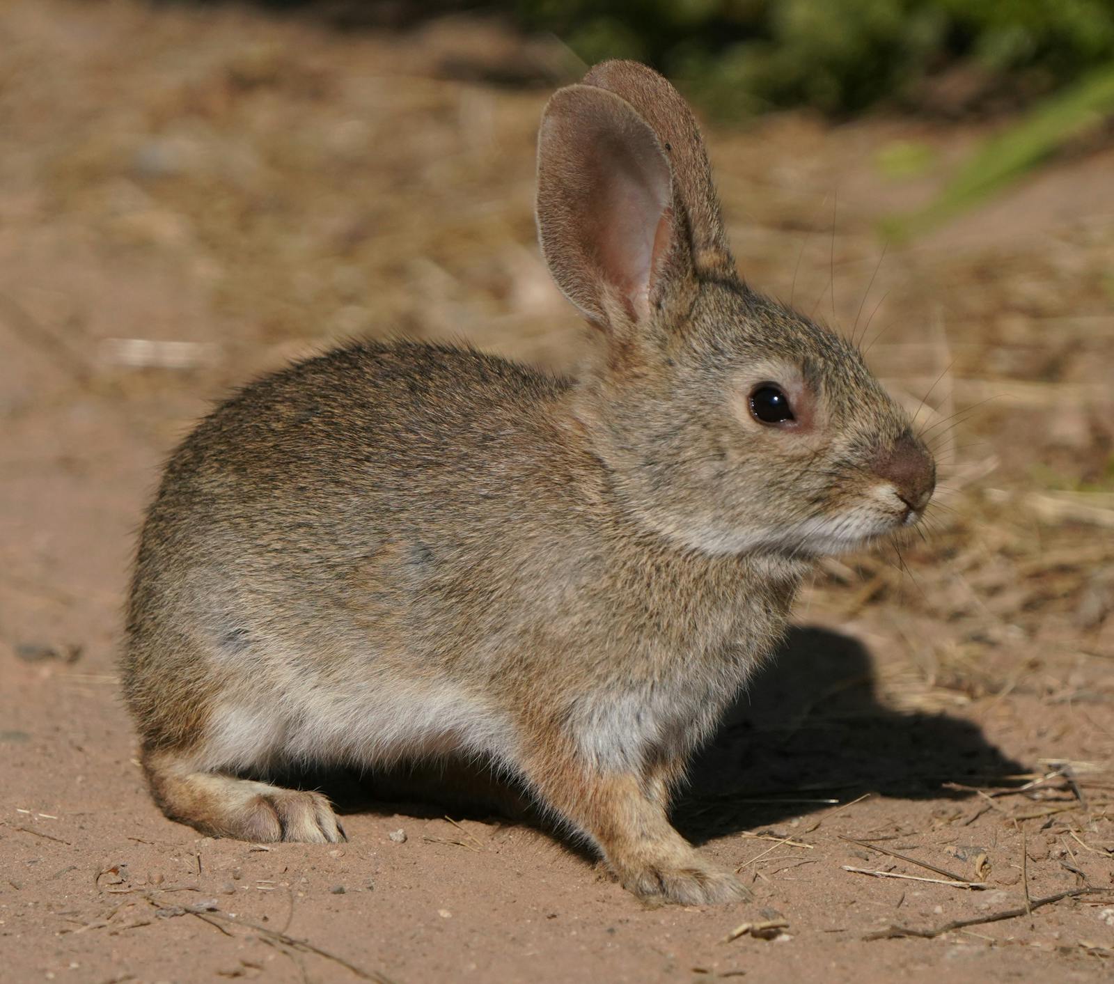 Rabbit Backgrounds Photos, Download The BEST Free Rabbit Backgrounds ...