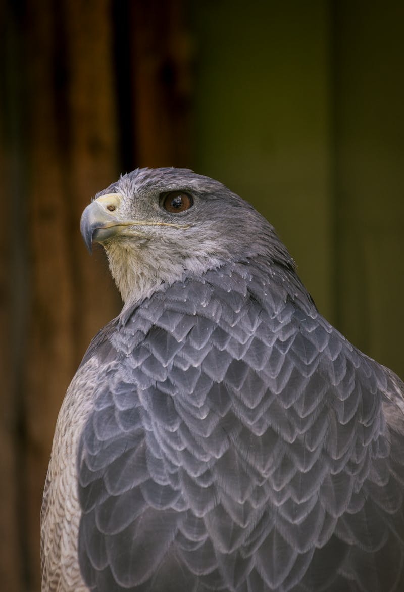 Telegram Profile Pic Photos, Download The BEST Free Telegram Profile ...