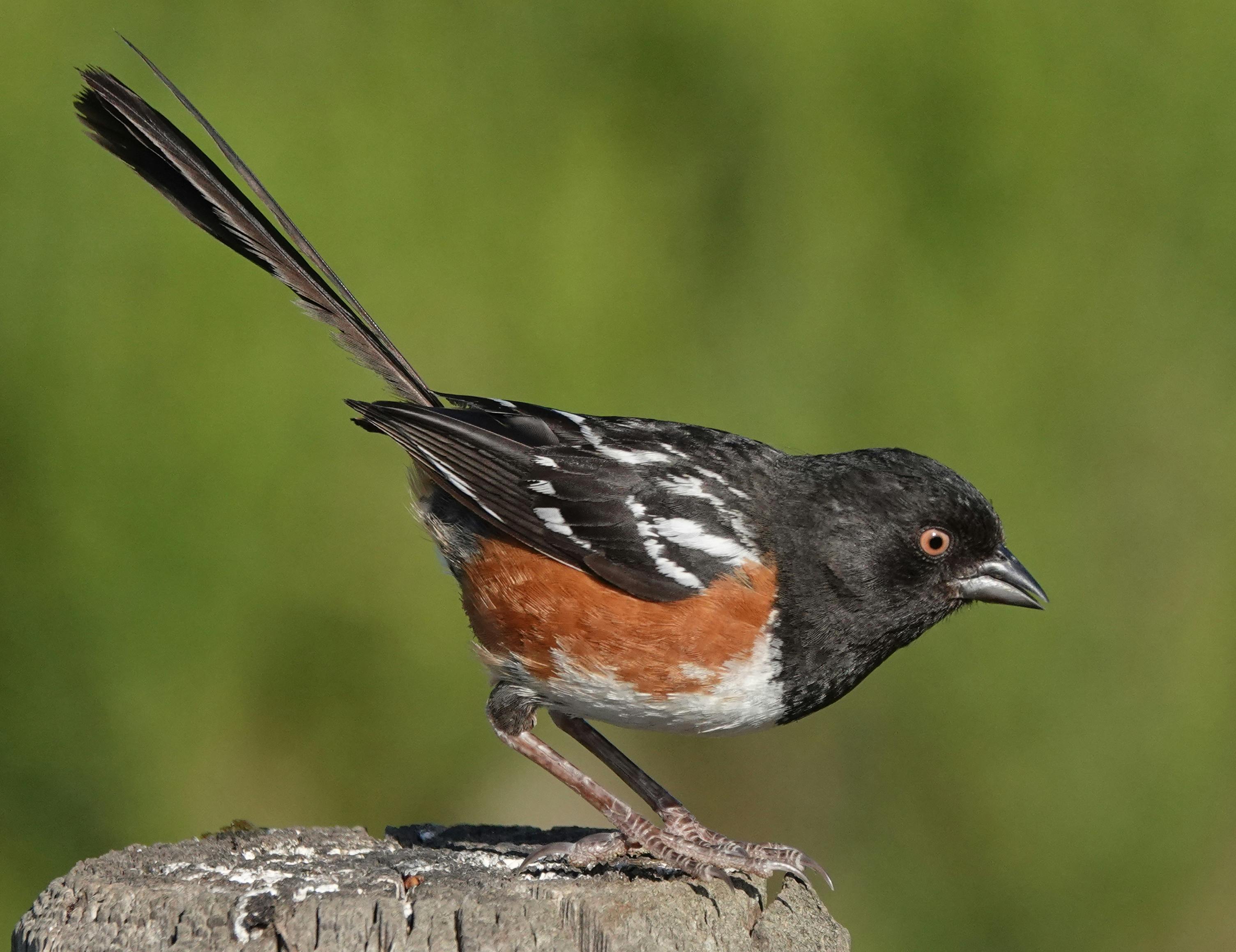 Shrubs Photos, Download The BEST Free Shrubs Stock Photos & HD Images