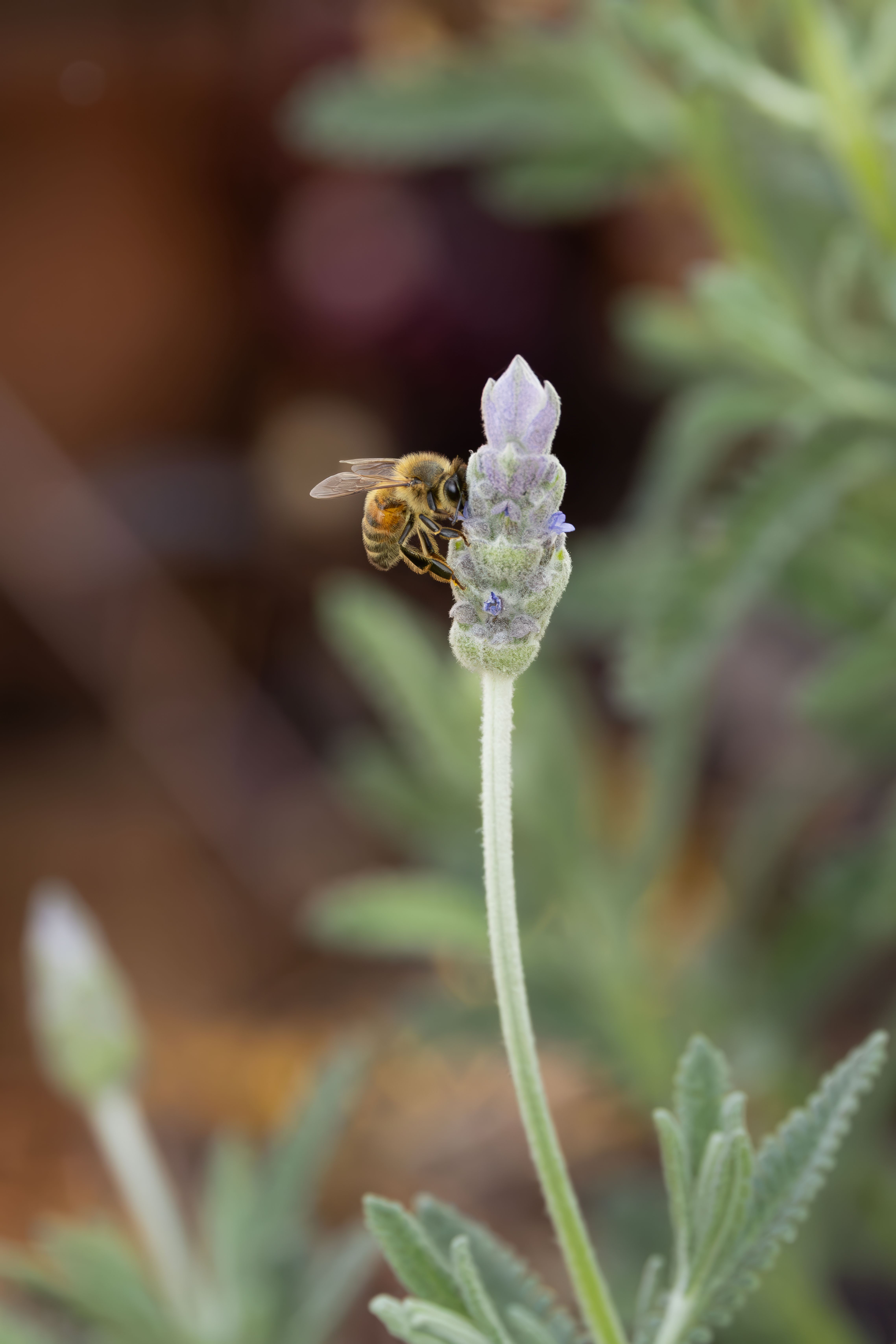 Flower Bookey Photos, Download The BEST Free Flower Bookey Stock Photos ...