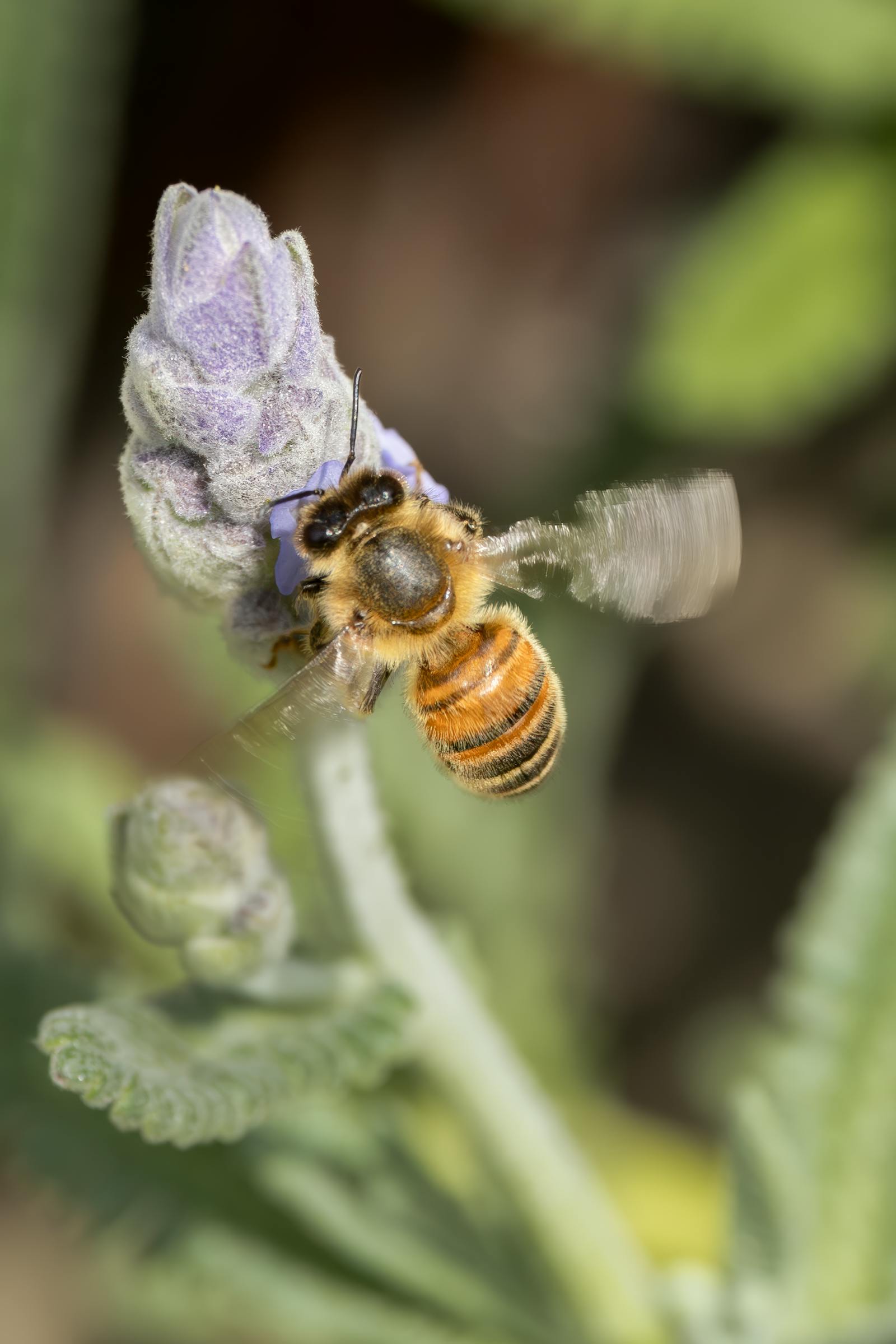 Scroller+Butterfly+Wings Photos, Download The BEST Free Scroller ...