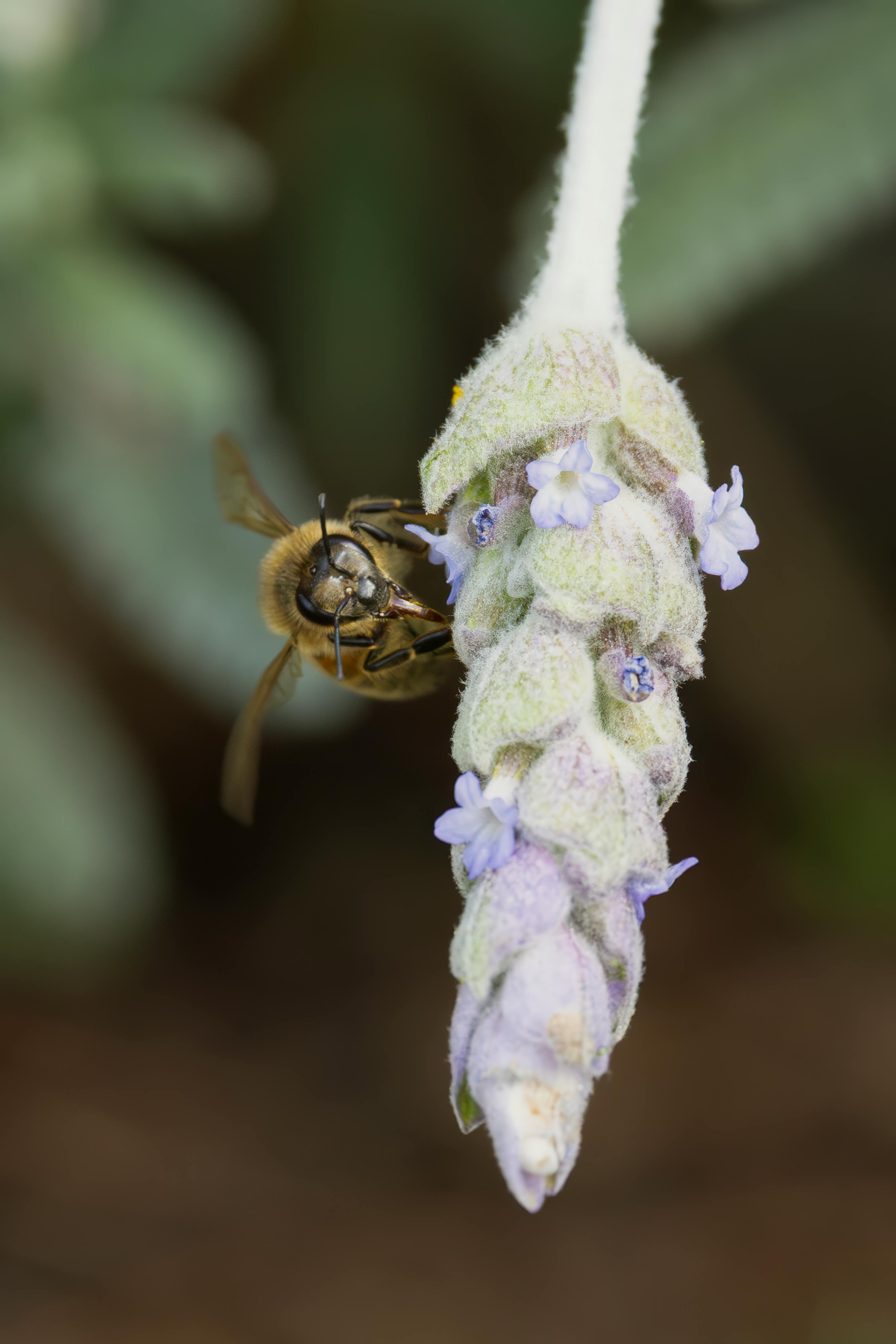 Australia Flower Photos, Download The BEST Free Australia Flower Stock ...