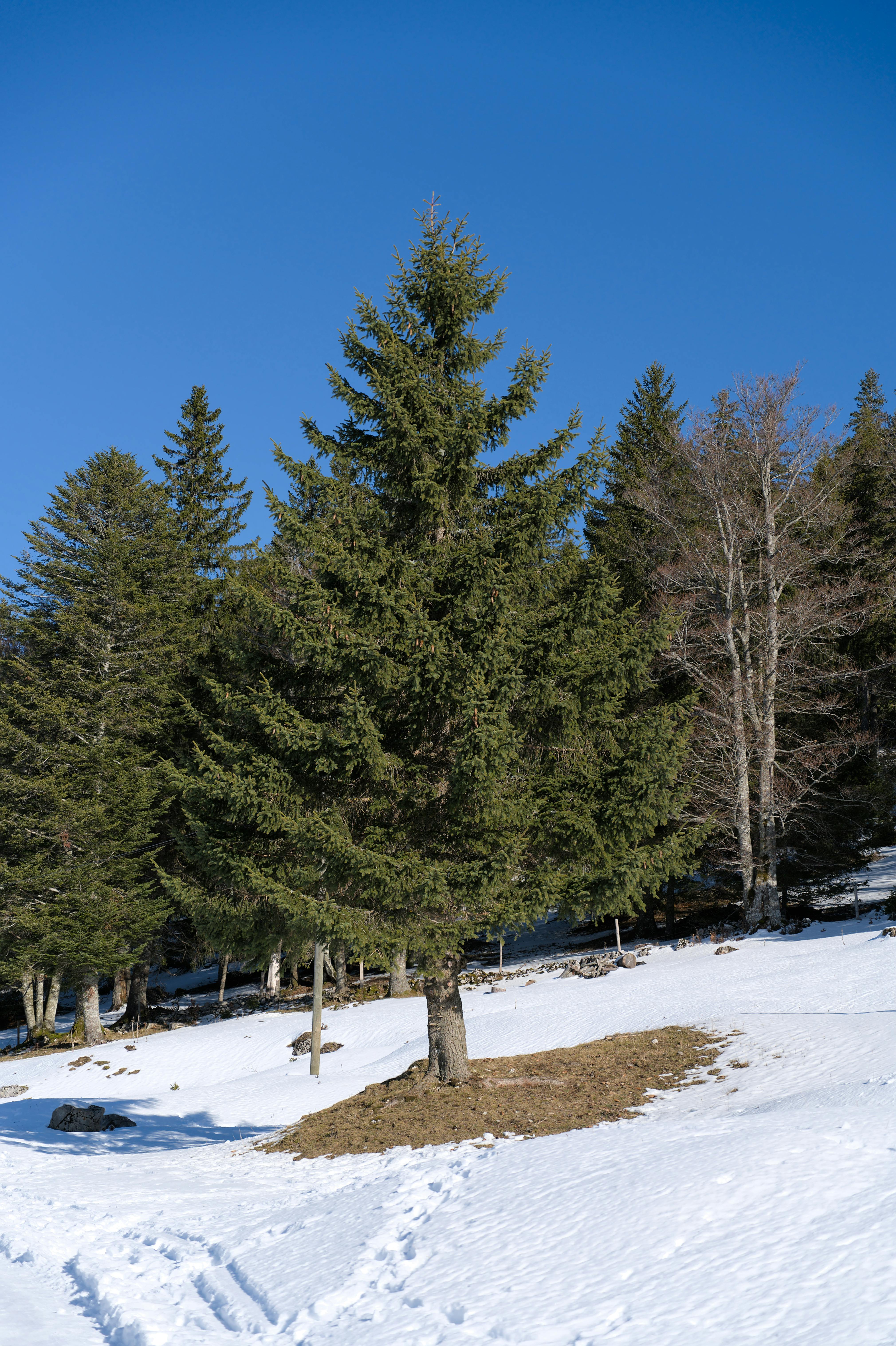 Wald Map Walpaper Photos, Download The BEST Free Wald Map Walpaper ...