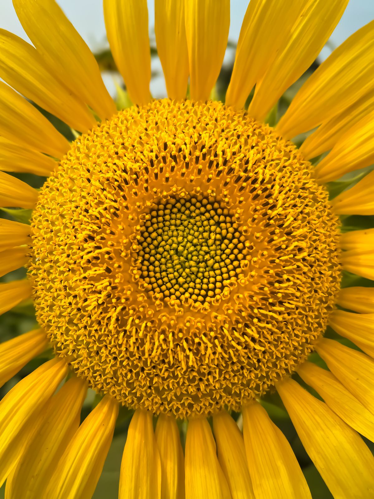 Flower Texture Photos, Download The BEST Free Flower Texture Stock ...