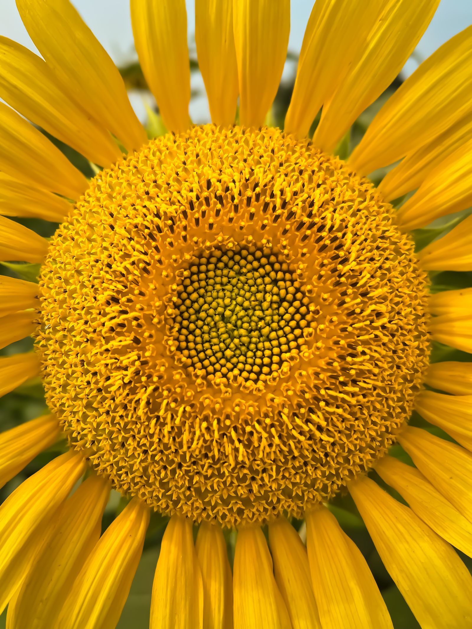 Flower Texture Photos, Download The BEST Free Flower Texture Stock ...