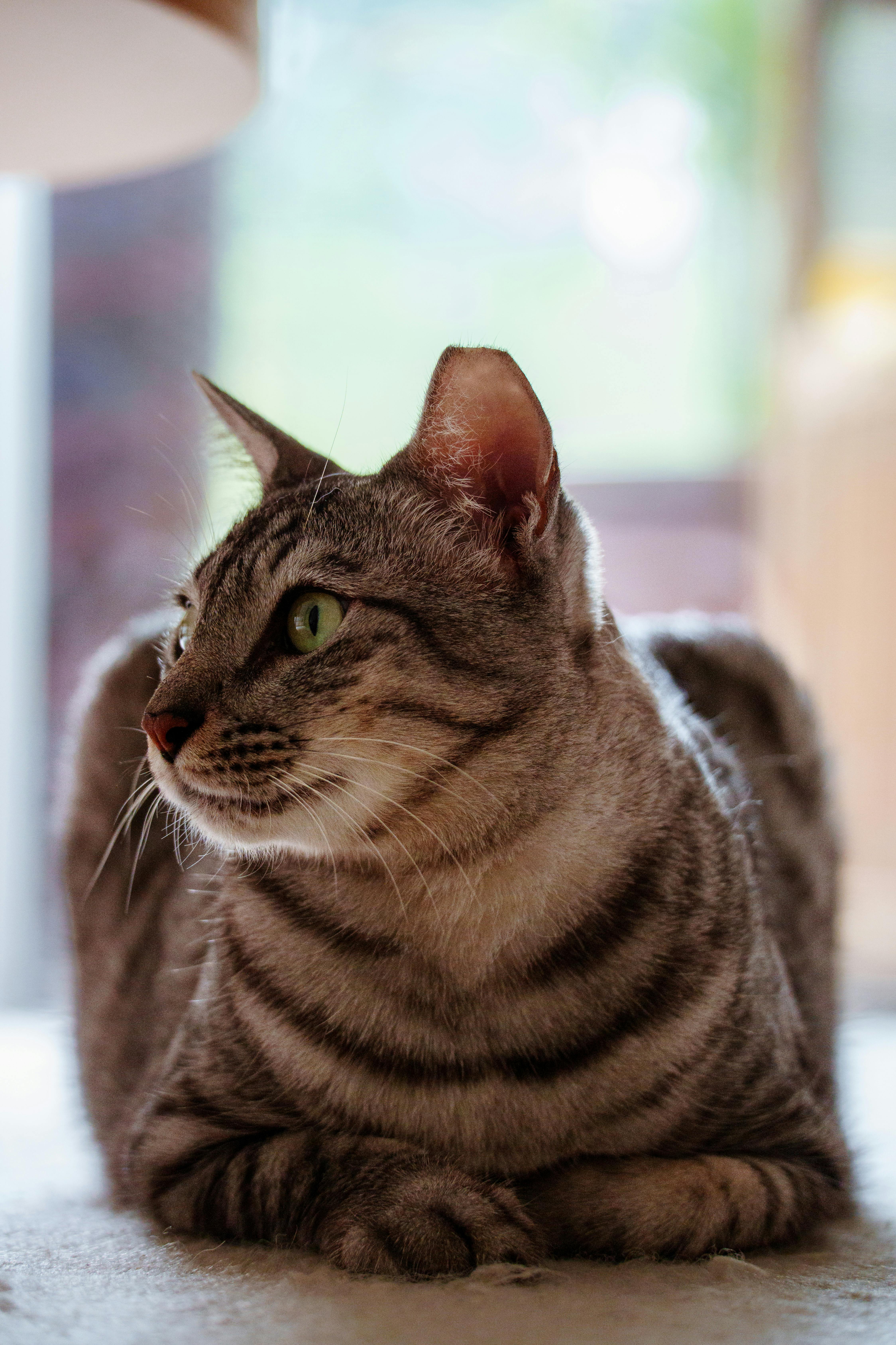 Beluga Cat Photos, Download The BEST Free Beluga Cat Stock Photos & HD ...