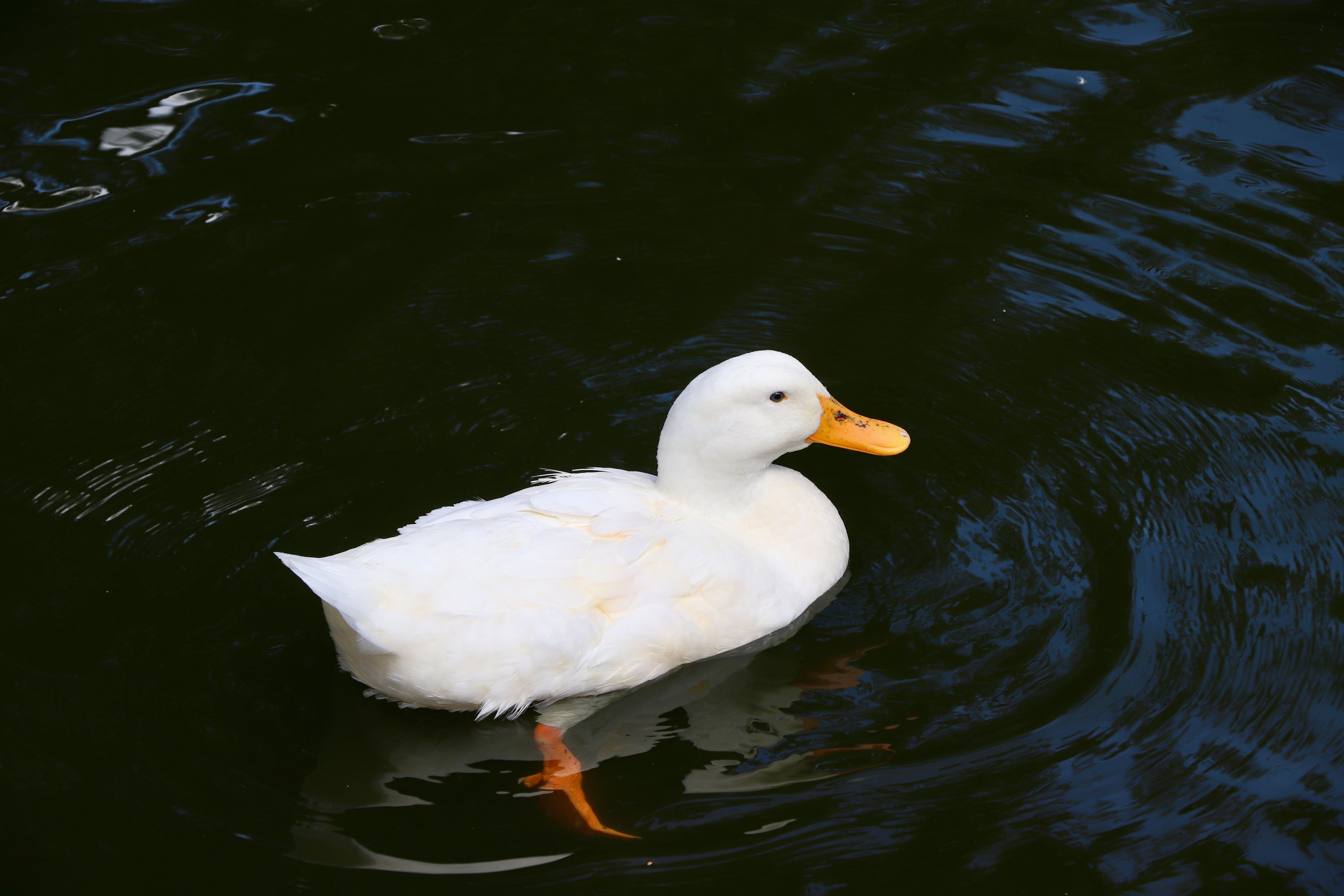 Duck+Pfp Photos, Download The BEST Free Duck+Pfp Stock Photos & HD Images
