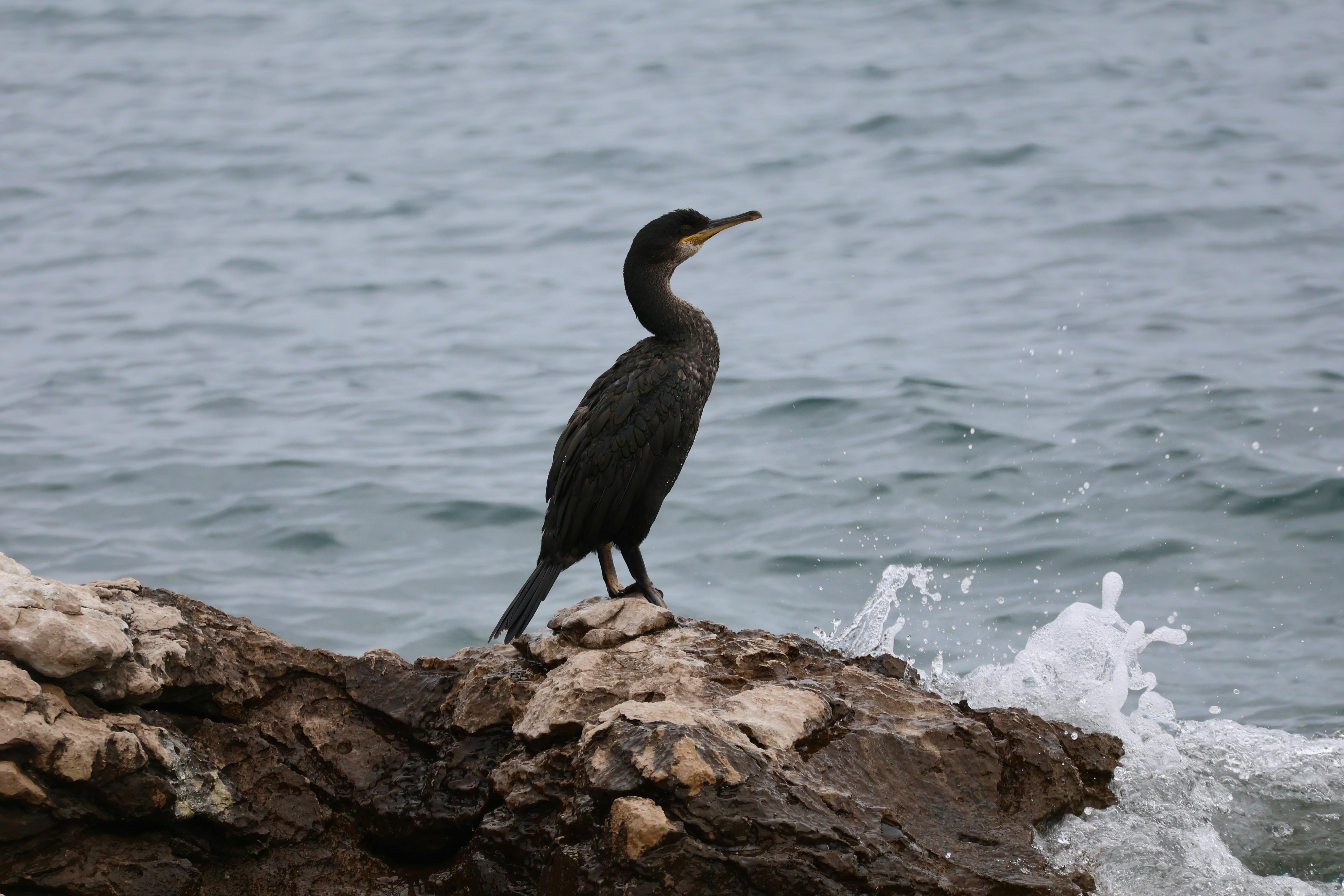 Sea Animal Photos, Download The BEST Free Sea Animal Stock Photos & HD ...