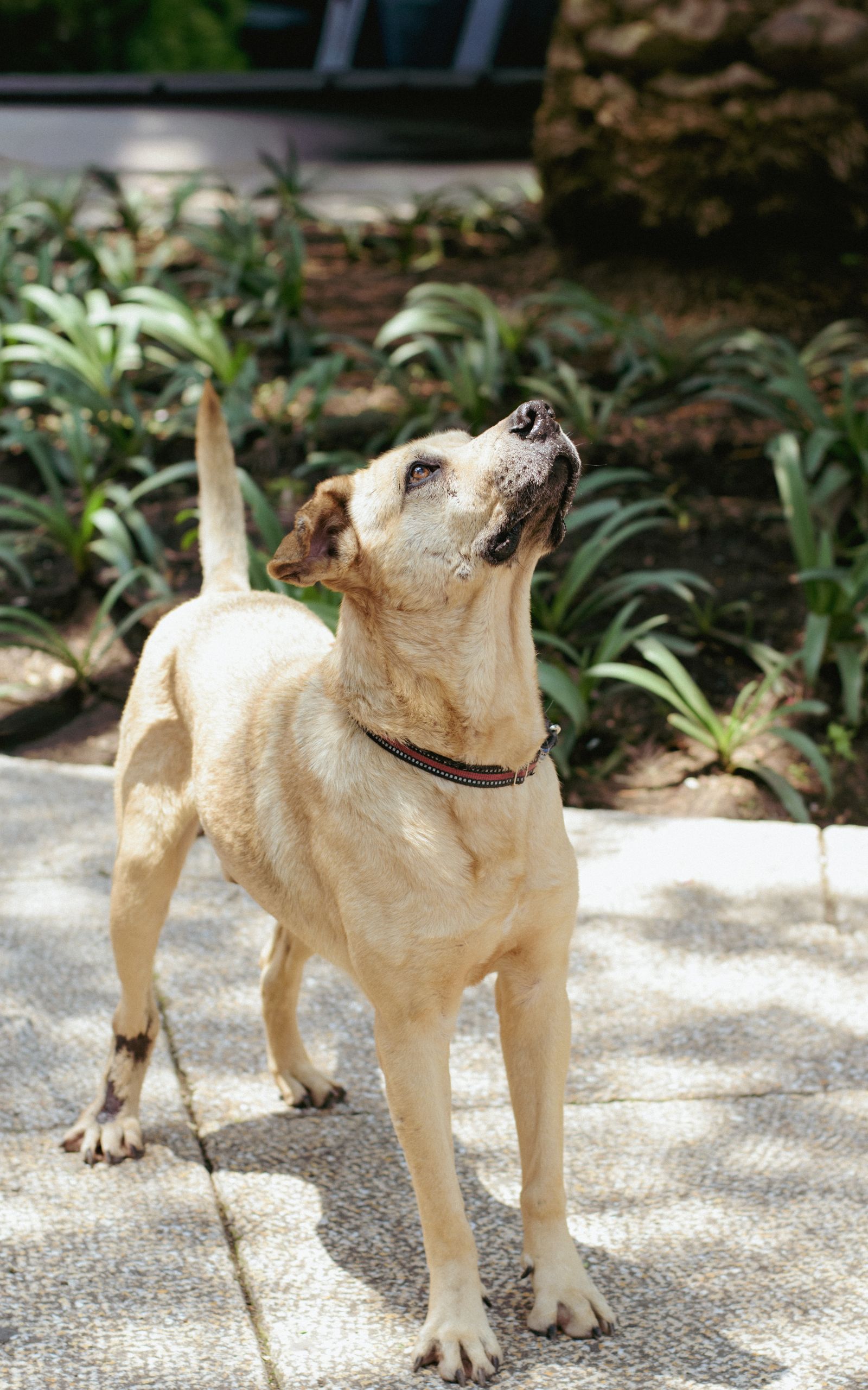 Dog Standing Up Photos, Download The BEST Free Dog Standing Up Stock ...