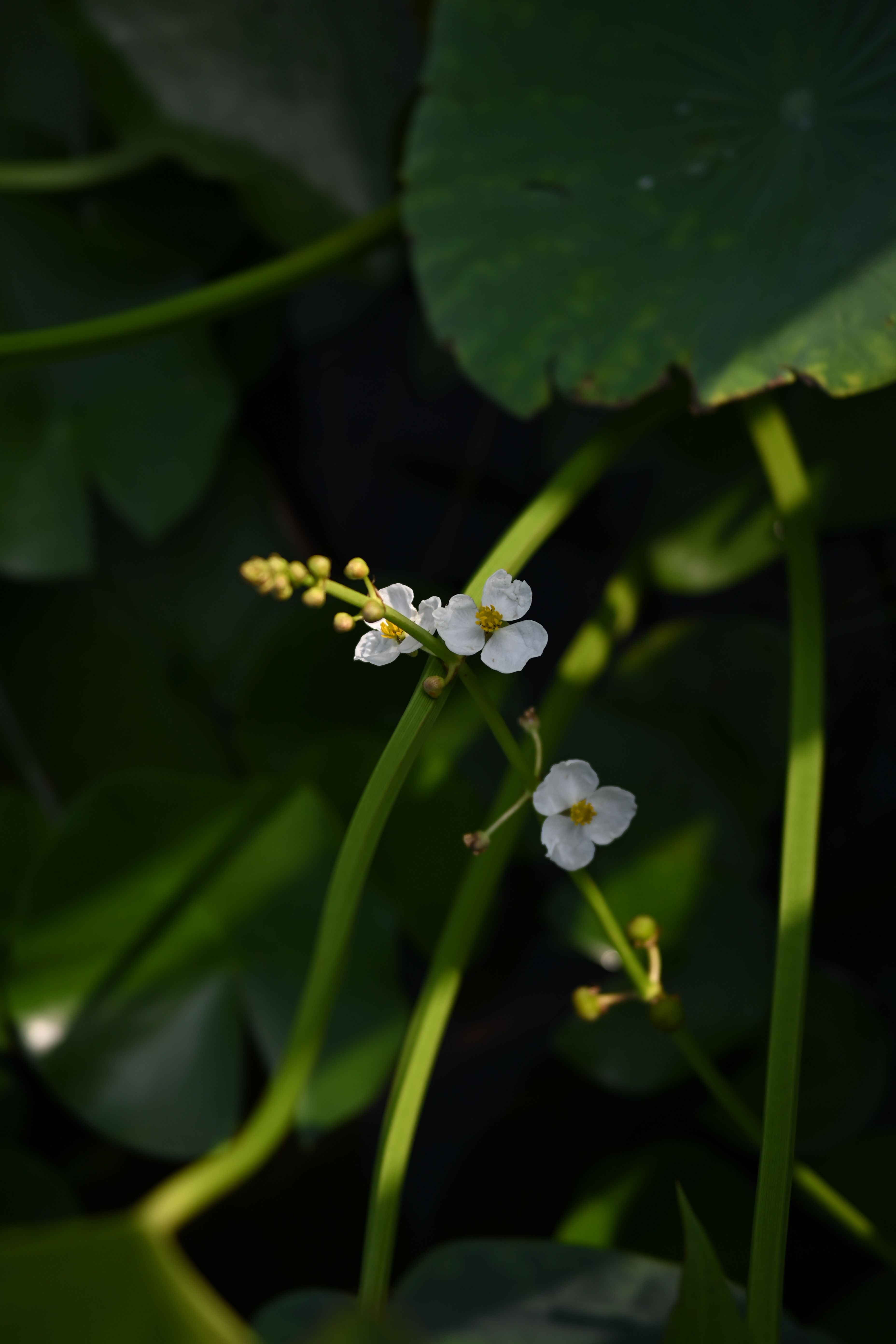 Lily+Larimar+Pics Photos, Download The BEST Free Lily+Larimar+Pics ...