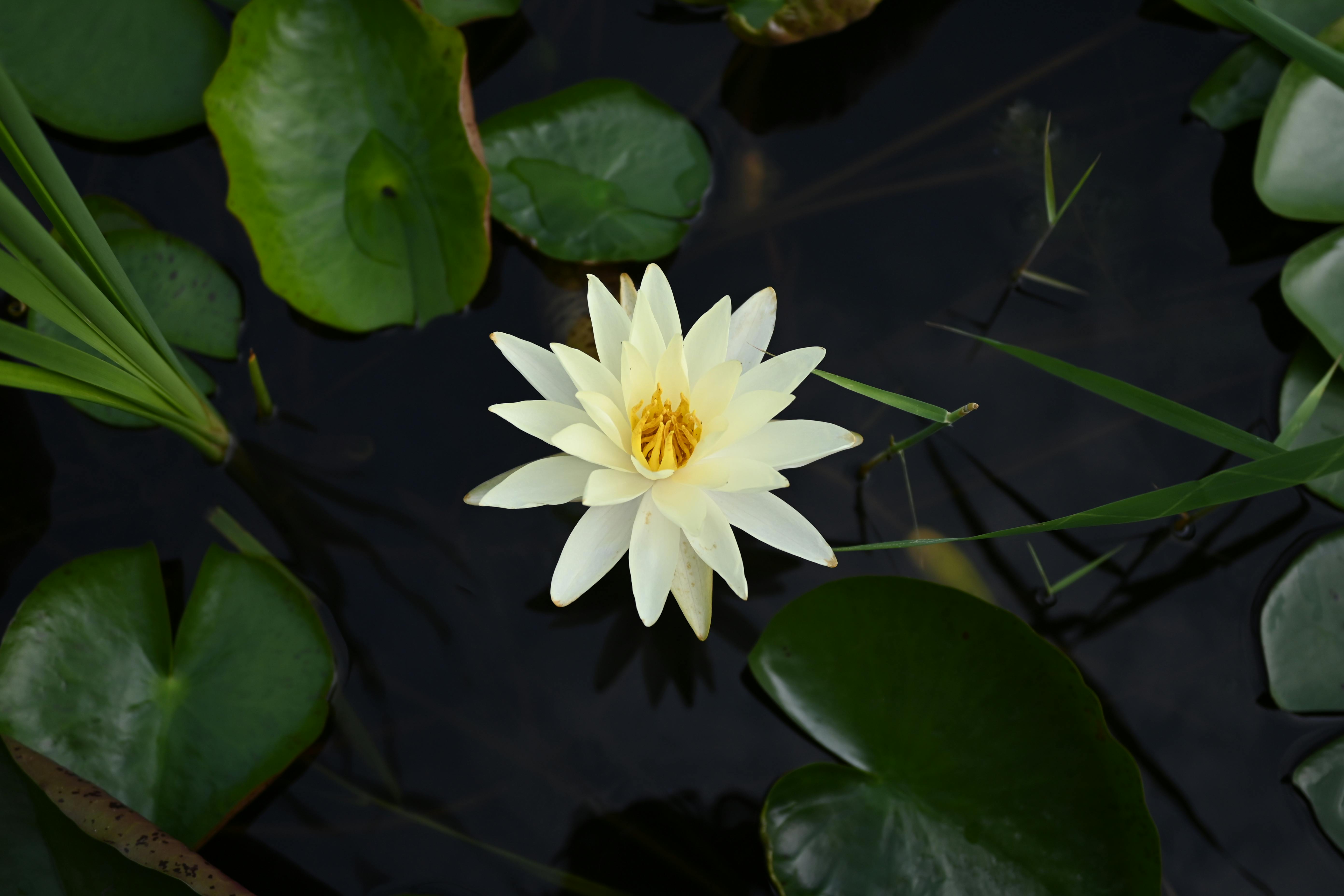 Belinda+Bely+Shiny+Flowers Photos, Download The BEST Free Belinda+Bely ...