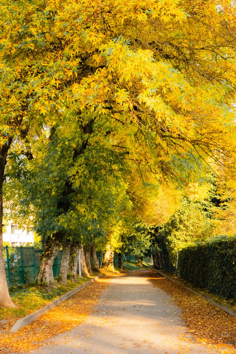 Autumn Landscape Photos, Download The BEST Free Autumn Landscape Stock ...