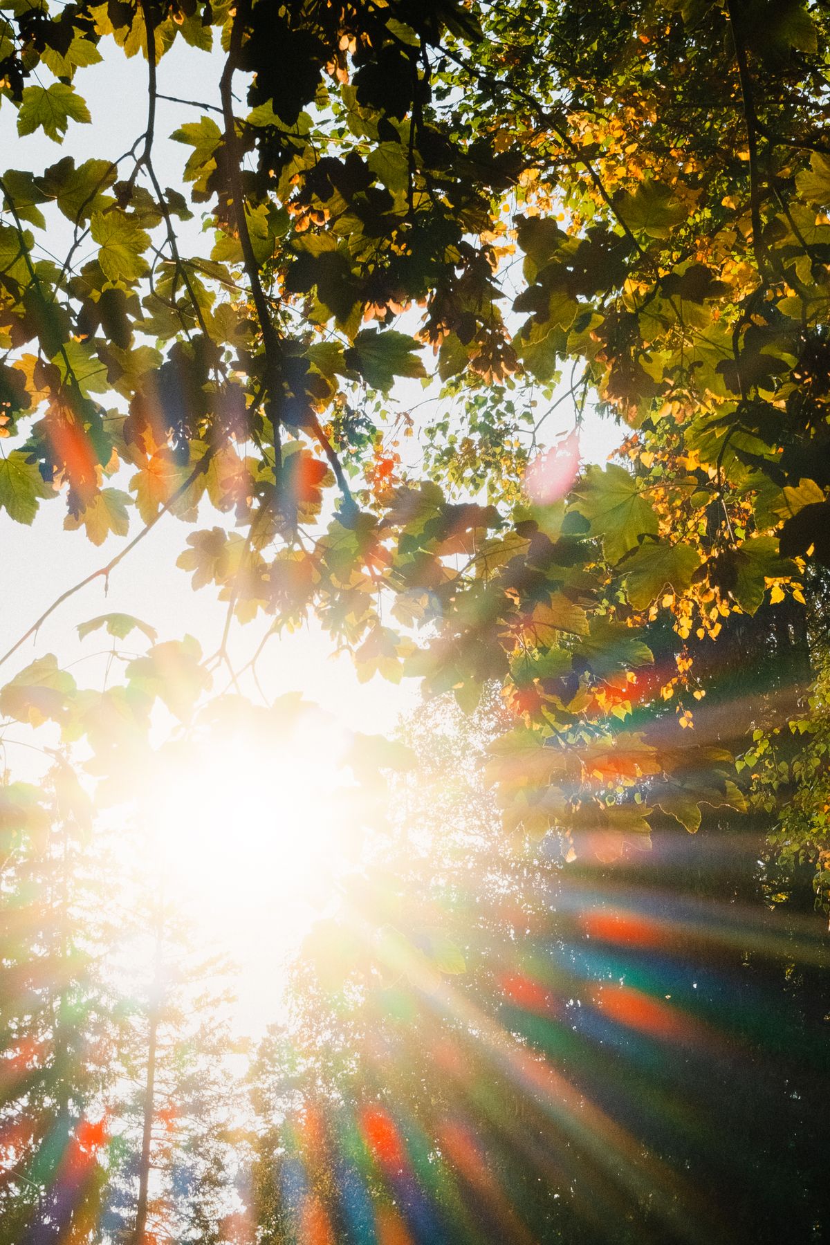 Sunlight Photos, Download The BEST Free Sunlight Stock Photos & HD Images