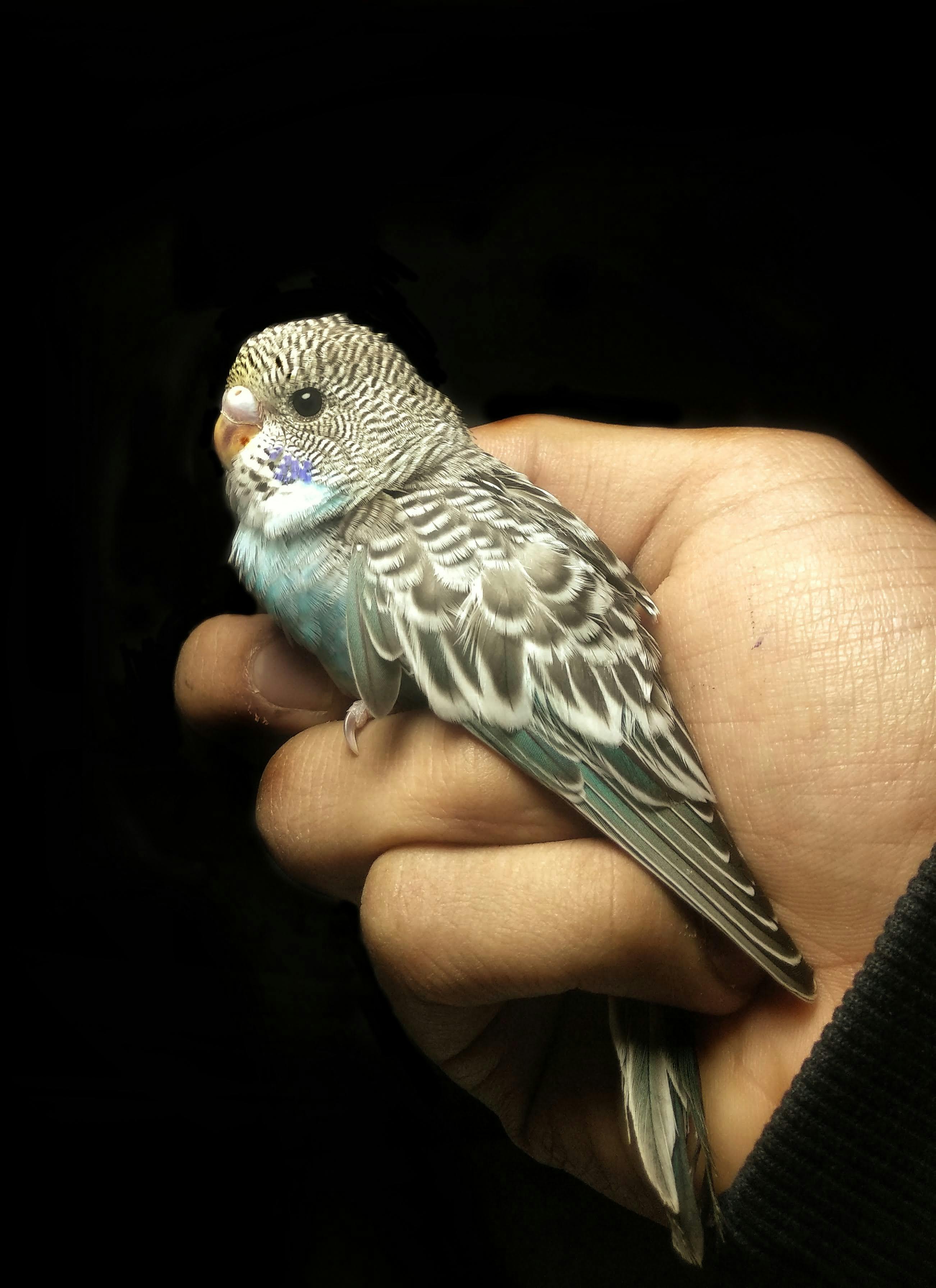 Black Pfp Photos, Download The BEST Free Black Pfp Stock Photos & HD Images